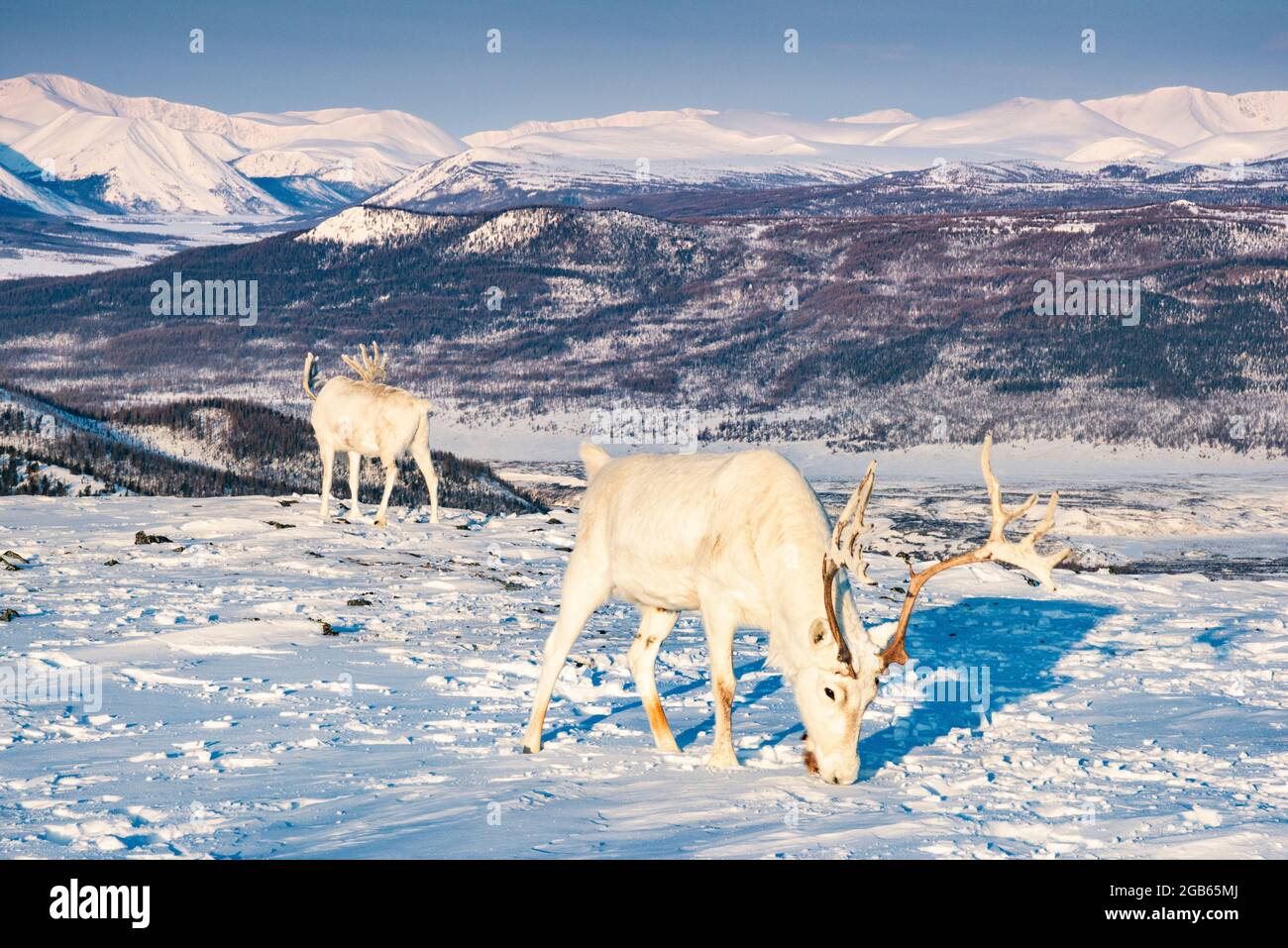 Two reindeers in the Mongolian taiga in winter, lit by the warm light ...