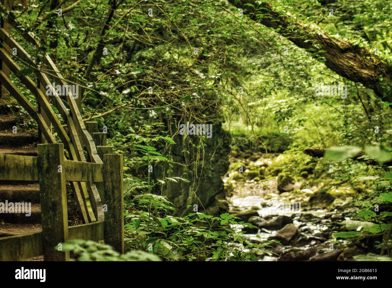 Stepping through the Forest at Ingleton Stock Photo - Alamy