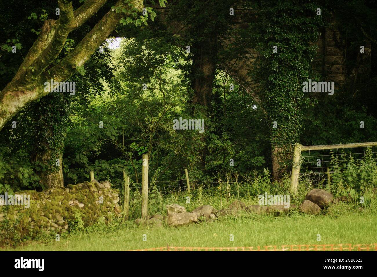Shades of Green Through the Tree Arch Stock Photo - Alamy