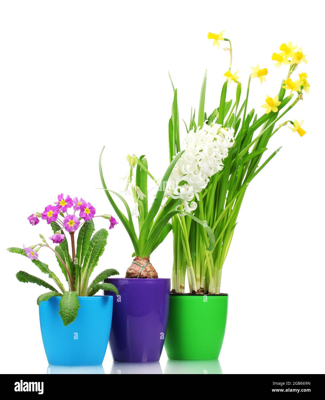 beautiful spring flowers in pots isolated on white Stock Photo - Alamy