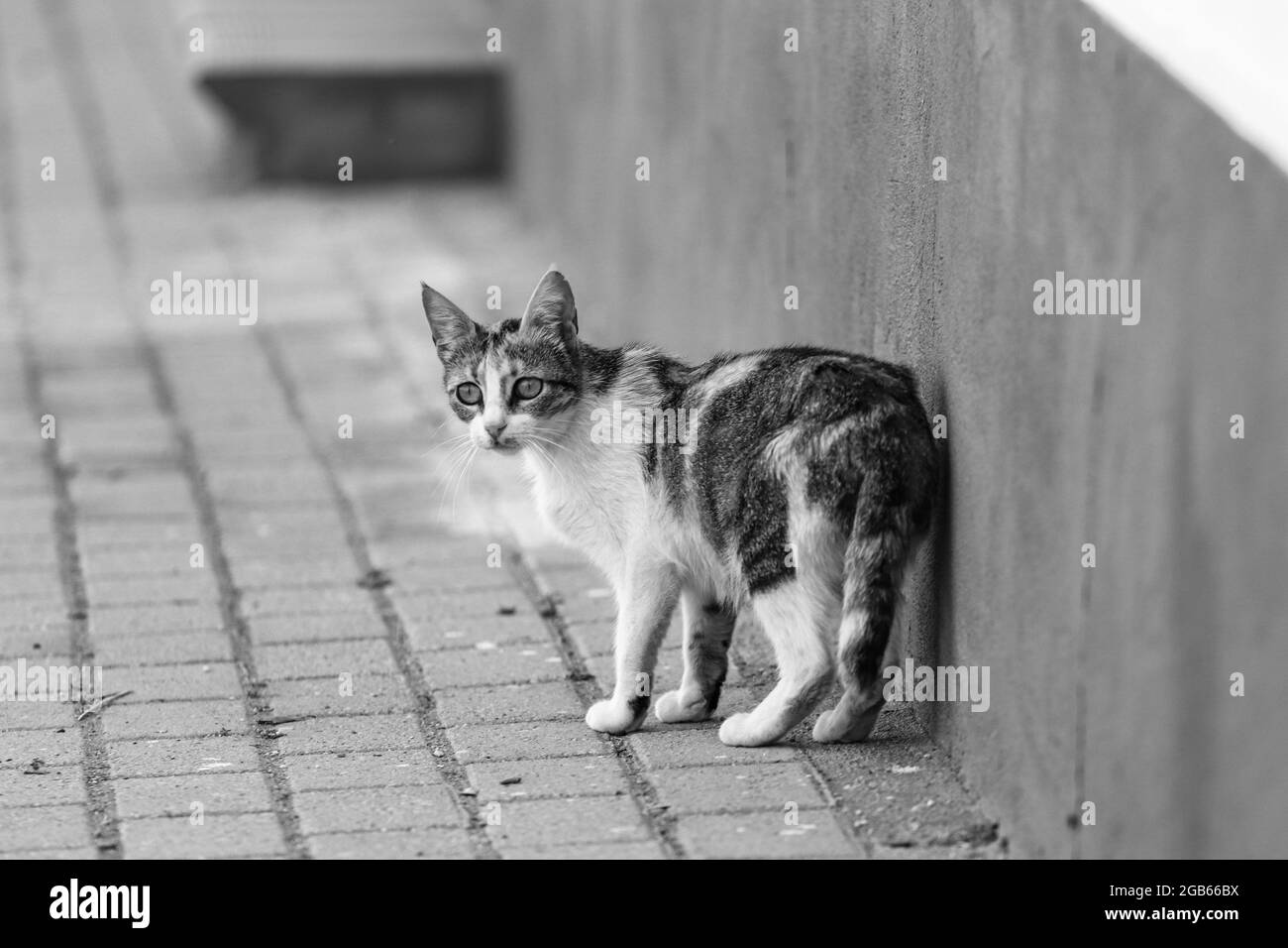 White cat walking in Black and White Stock Photos & Images - Alamy
