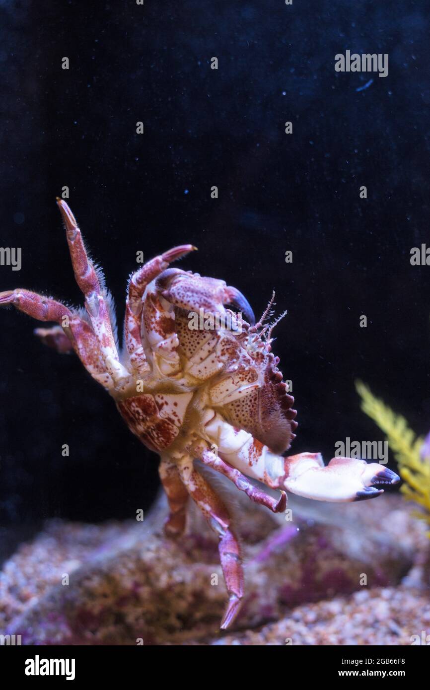 A crab standing in a tank in a dancing position Stock Photo - Alamy