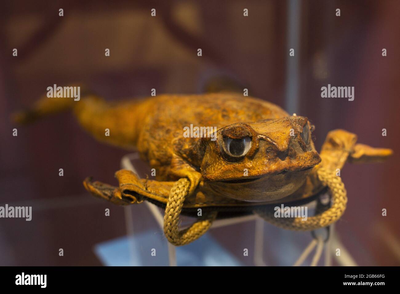 A toad skin purse Stock Photo - Alamy