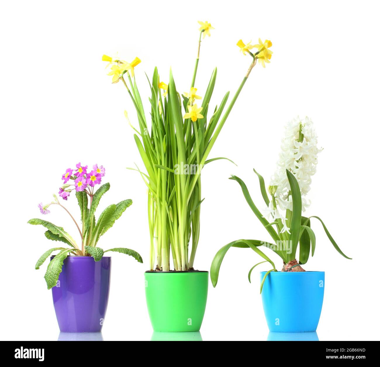beautiful spring flowers in pots isolated on white Stock Photo - Alamy