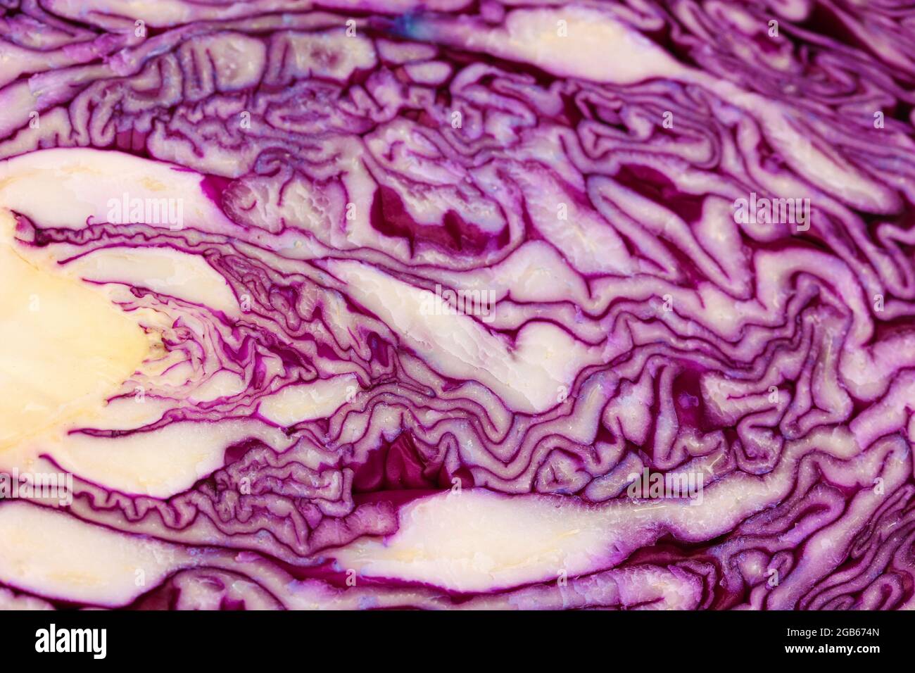 Fresh red cabbage cross section close-up isolated on white Stock Photo ...