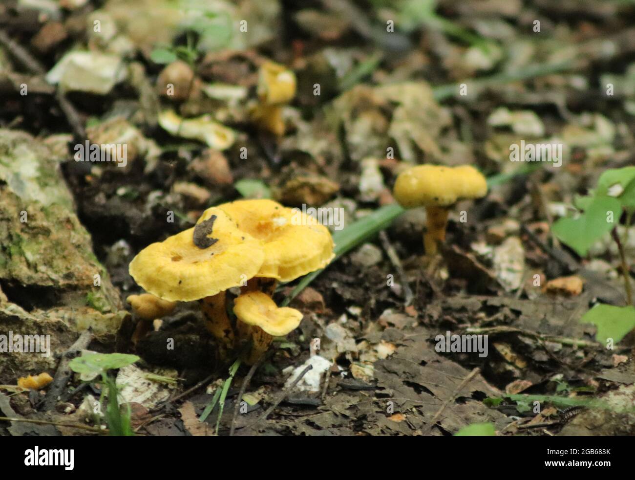Wet rot fungus hi-res stock photography and images - Alamy