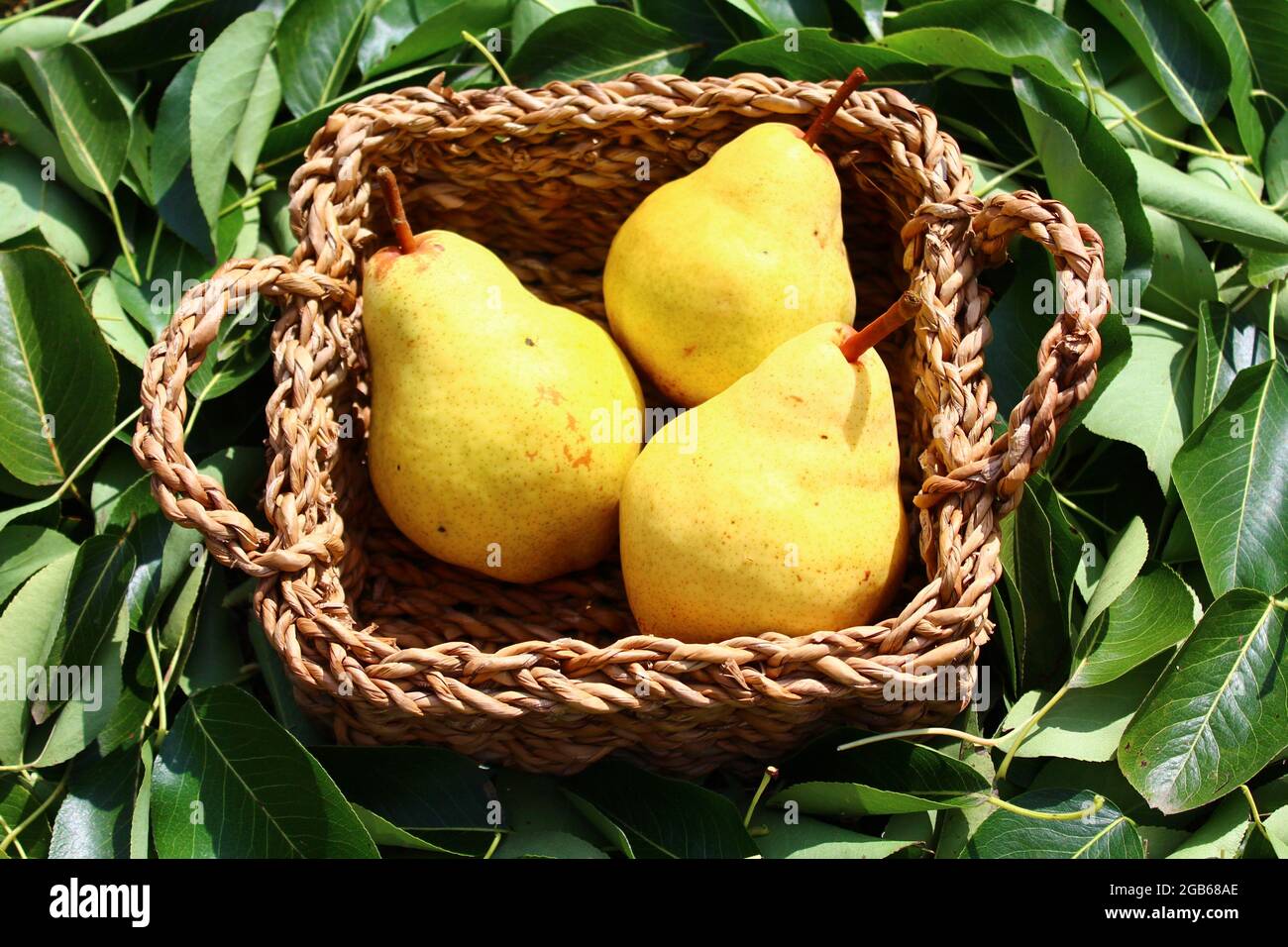 pears in a basket and pear leaves Stock Photo - Alamy