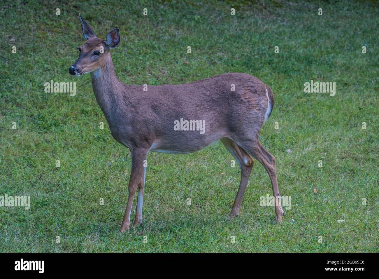 Pregnant doe hi-res stock photography and images - Alamy