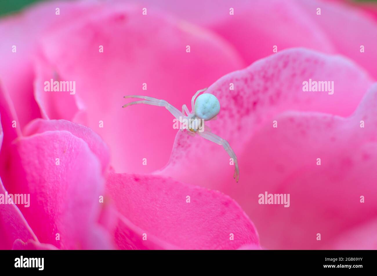 Closeup shot of small white spider sitting on the purple rose petals ...