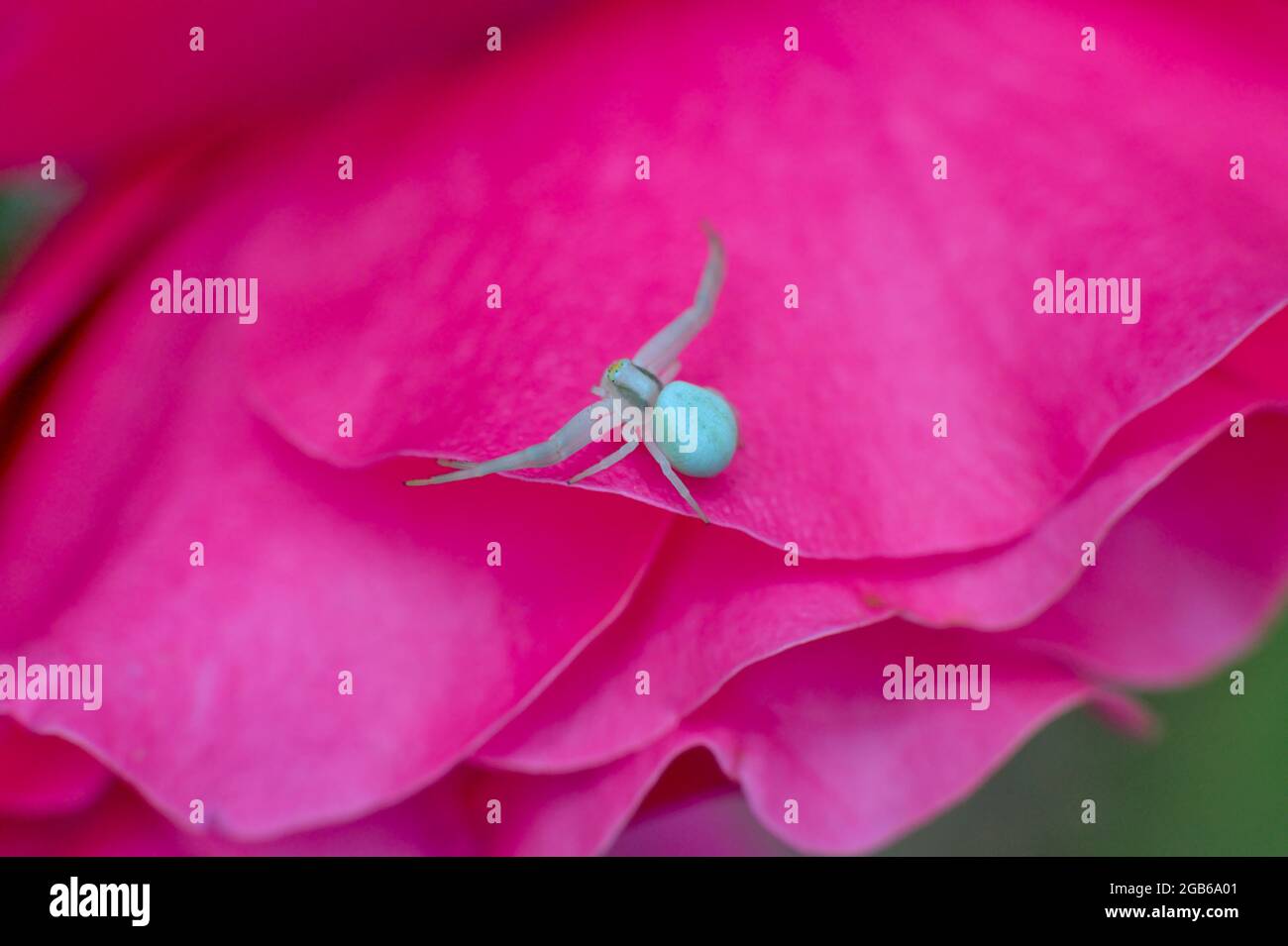 Spider rose flower hi-res stock photography and images - Alamy