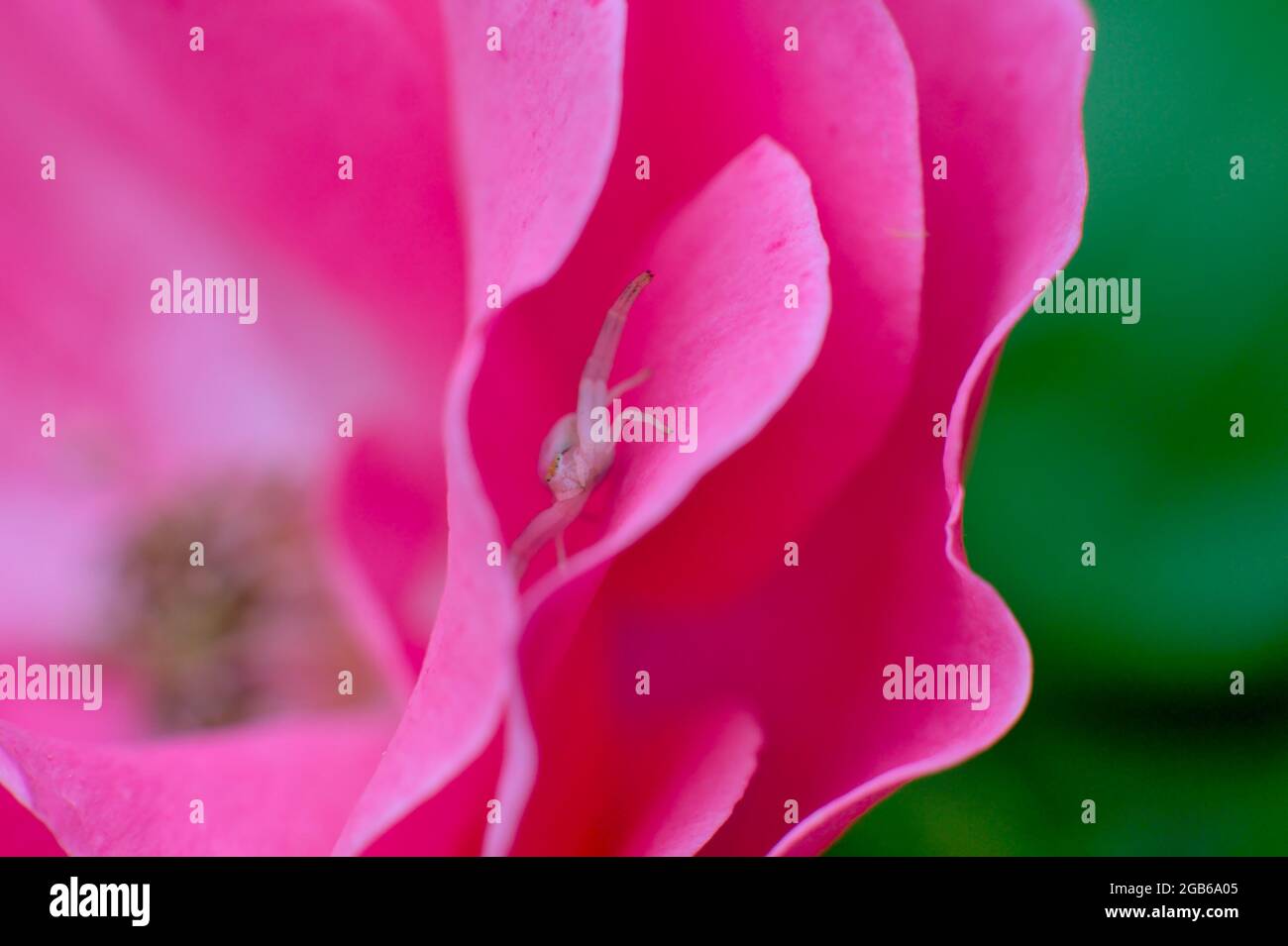 Closeup shot of small white spider sitting on the purple rose petals ...