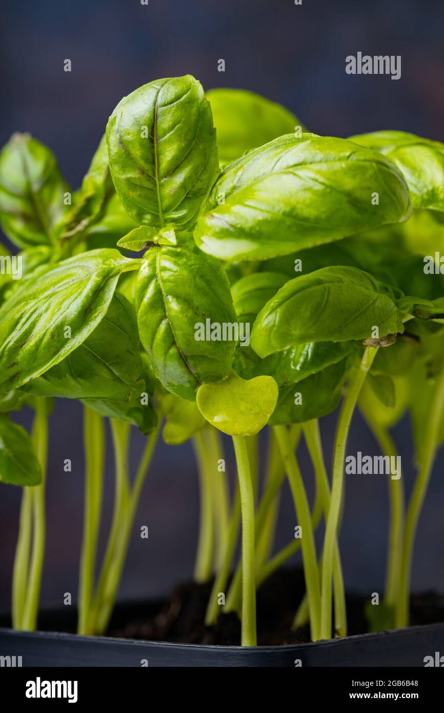 Fresh basil in pot on dark background. Home grown green basil Stock ...