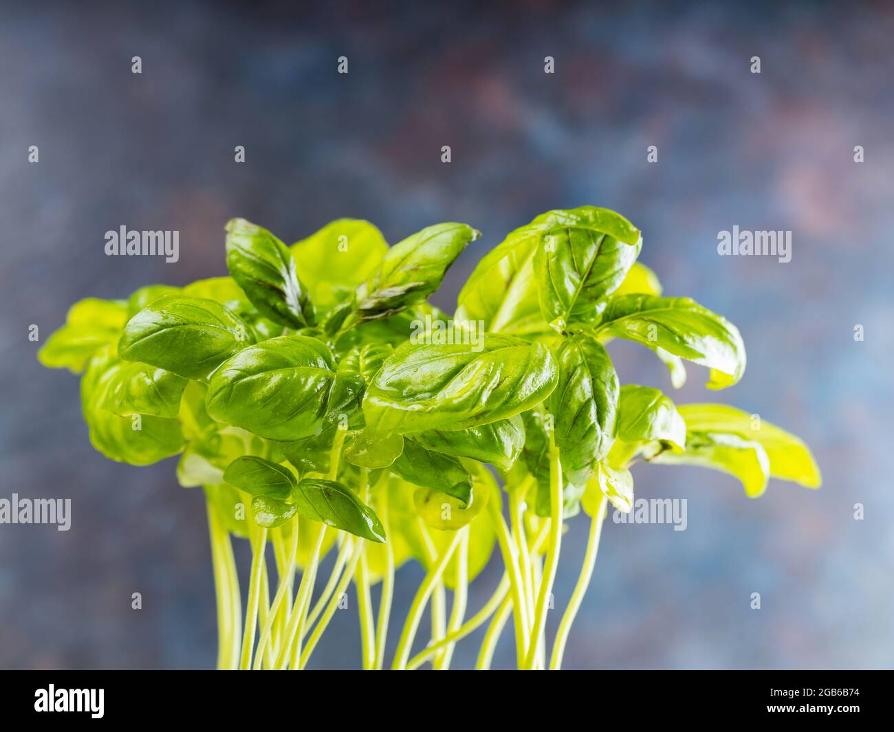 Fresh basil in pot on dark background. Home grown green basil Stock ...