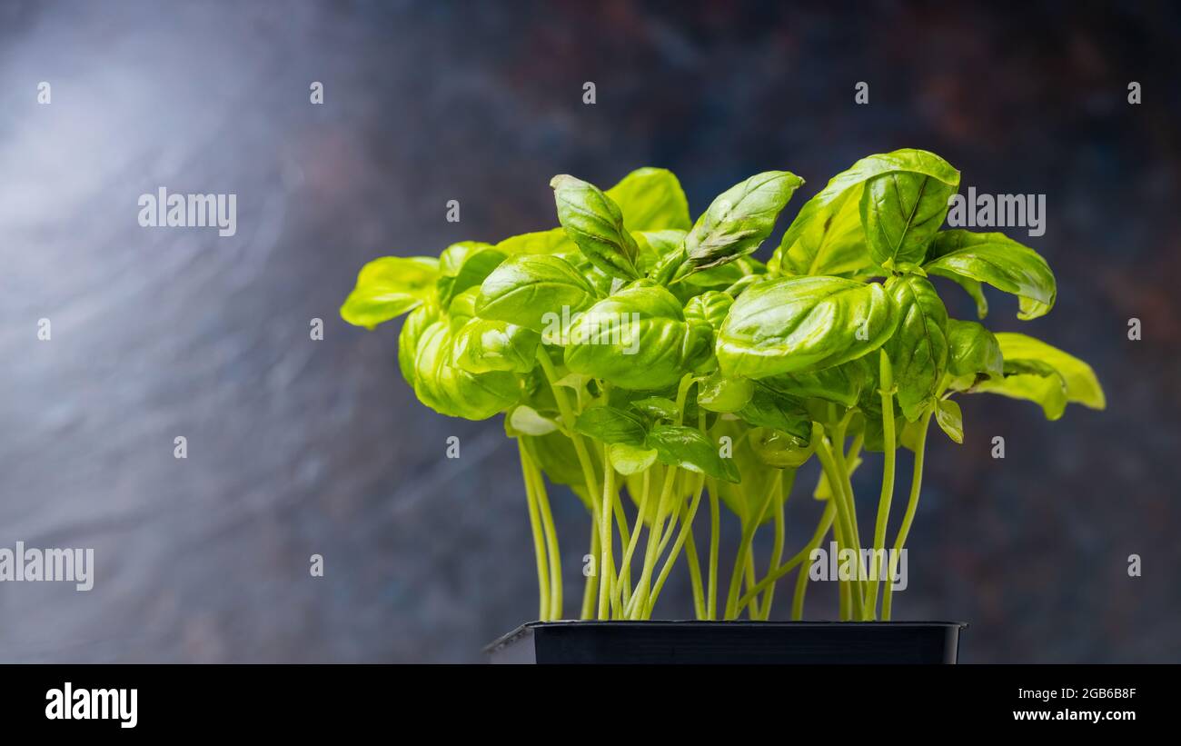 Fresh basil in pot on dark background. Home grown green basil Stock ...