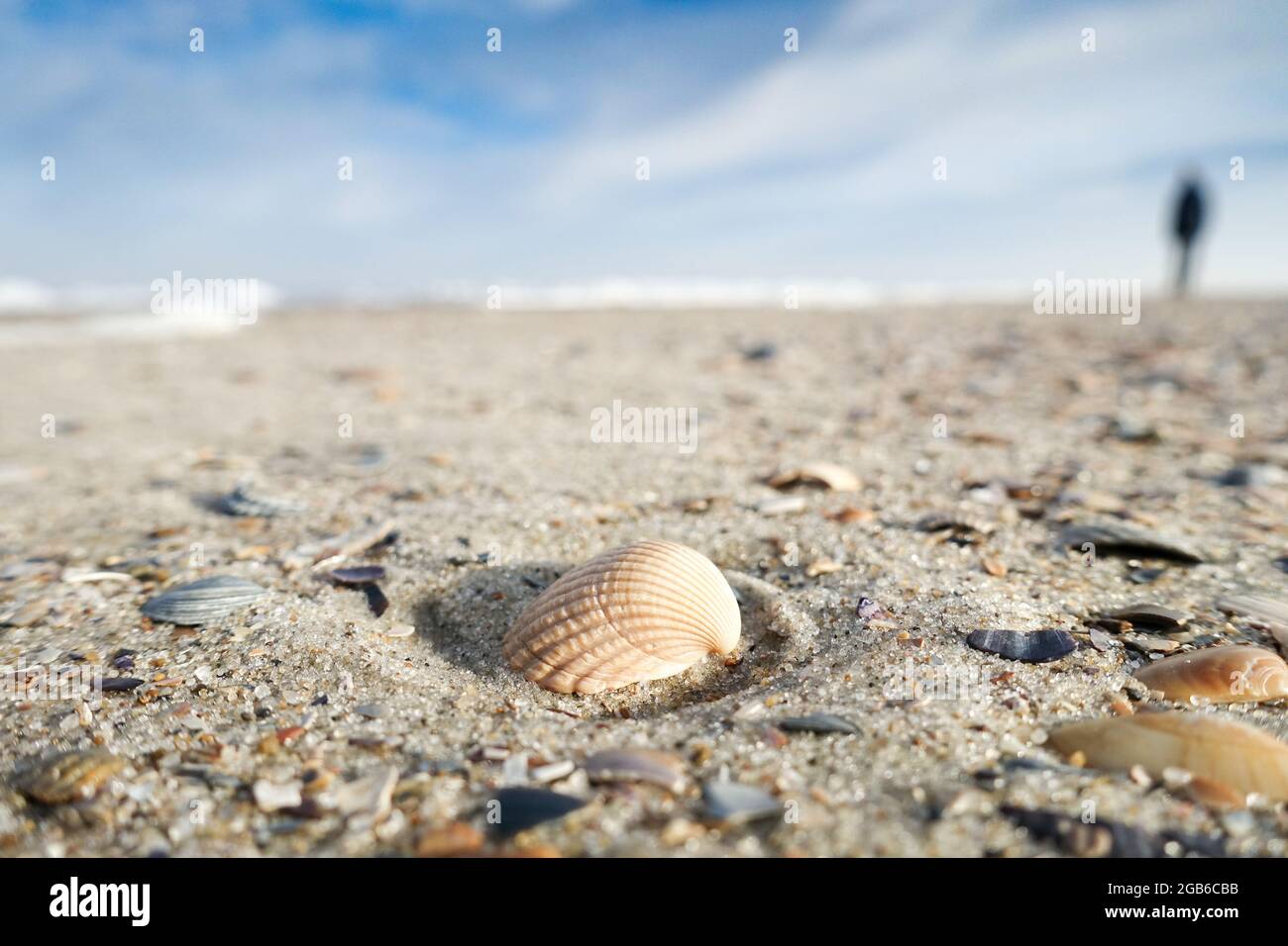 Many Shells High Resolution Stock Photography and Images - Alamy