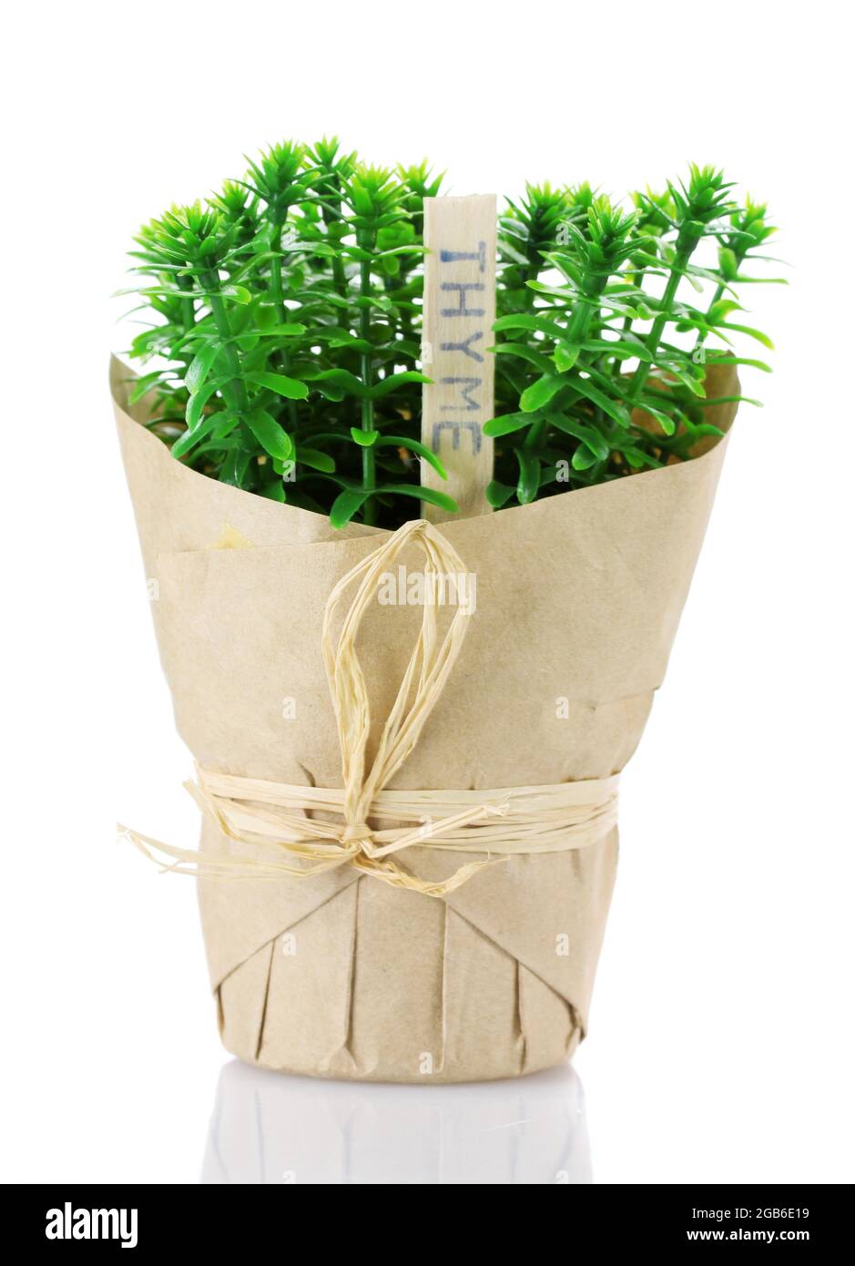 thyme herb plant in pot with beautiful paper decor isolated on white ...