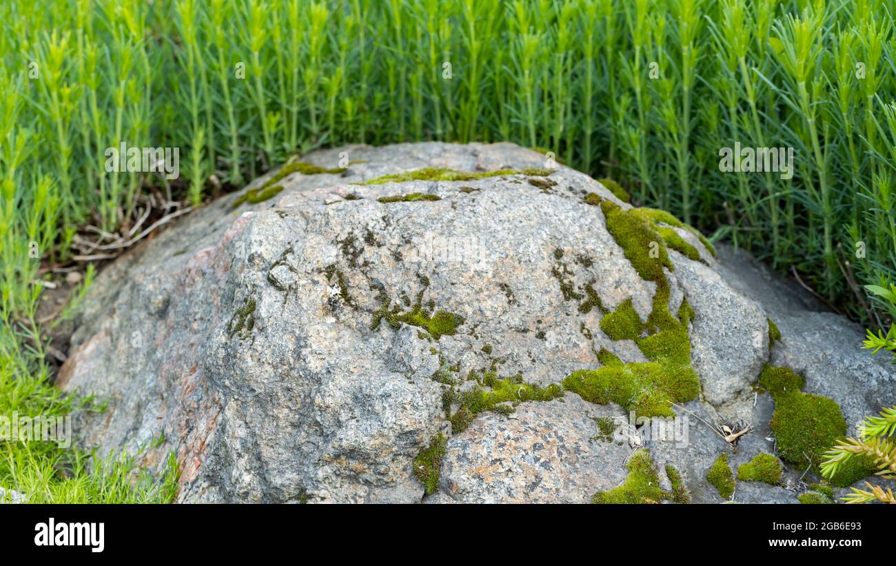 Moss on granite stone close-up. Green moss on a stone against a ...