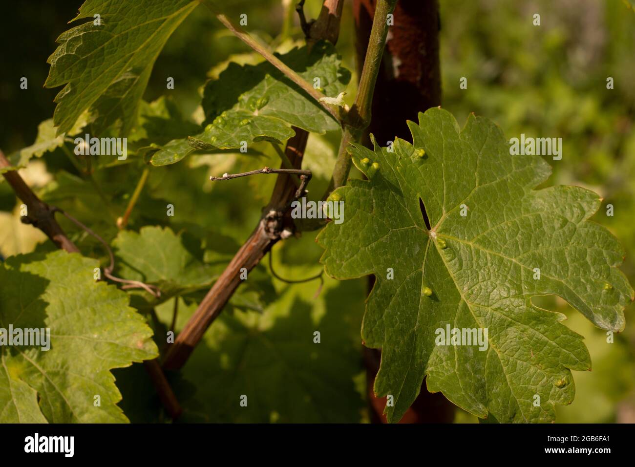 Vineyards Insects High Resolution Stock Photography and Images - Alamy