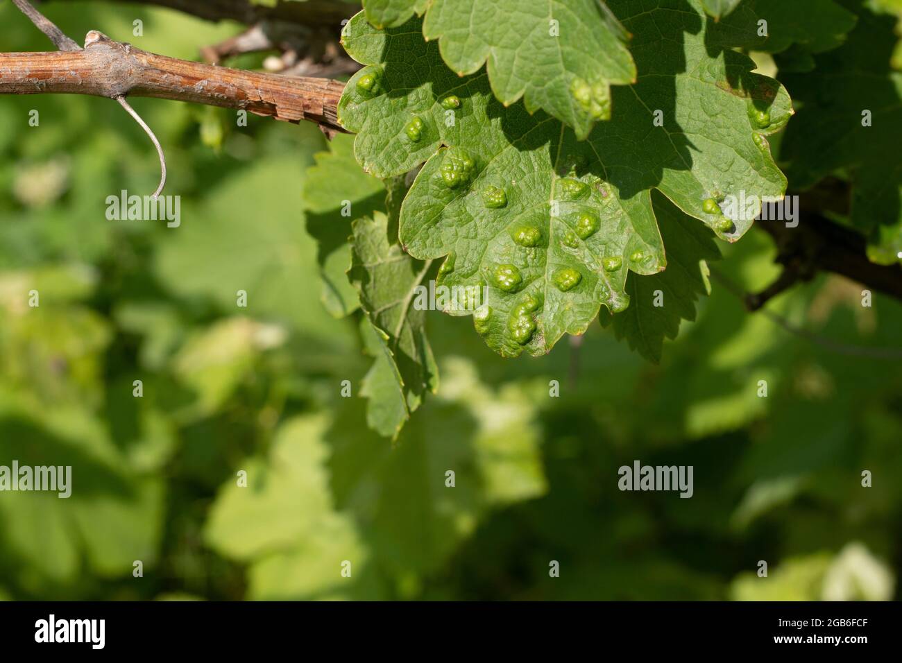 Blisters on a grape leaf damaged by spider mites in a vineyard ...