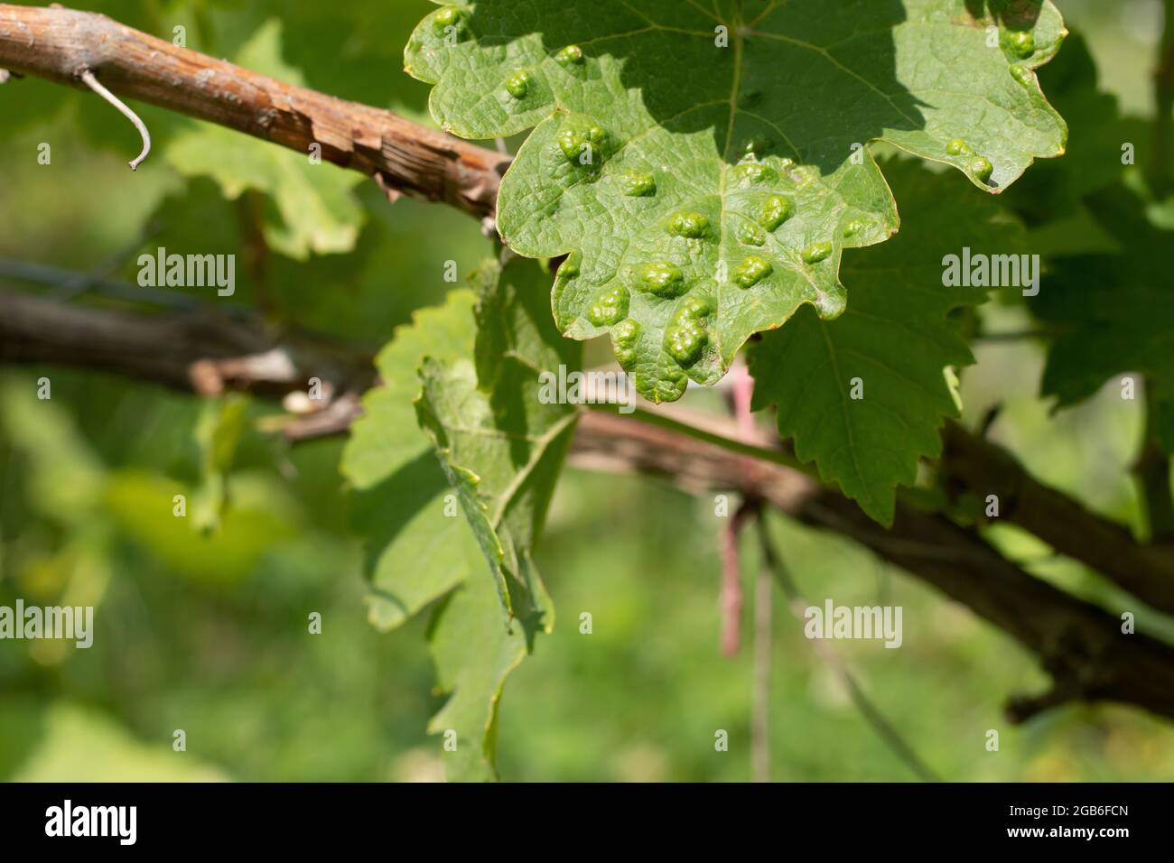 A grape leaf damaged by a spider mite on a blurred green background. Vineyard diseases Stock ...