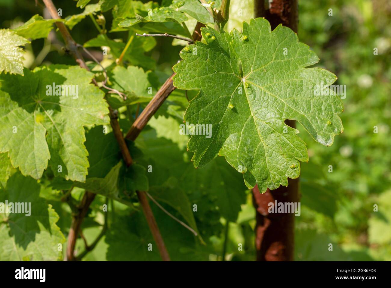 A green grape leaf damaged by a spider mite on a blurred background. Diseases of the vine Stock ...