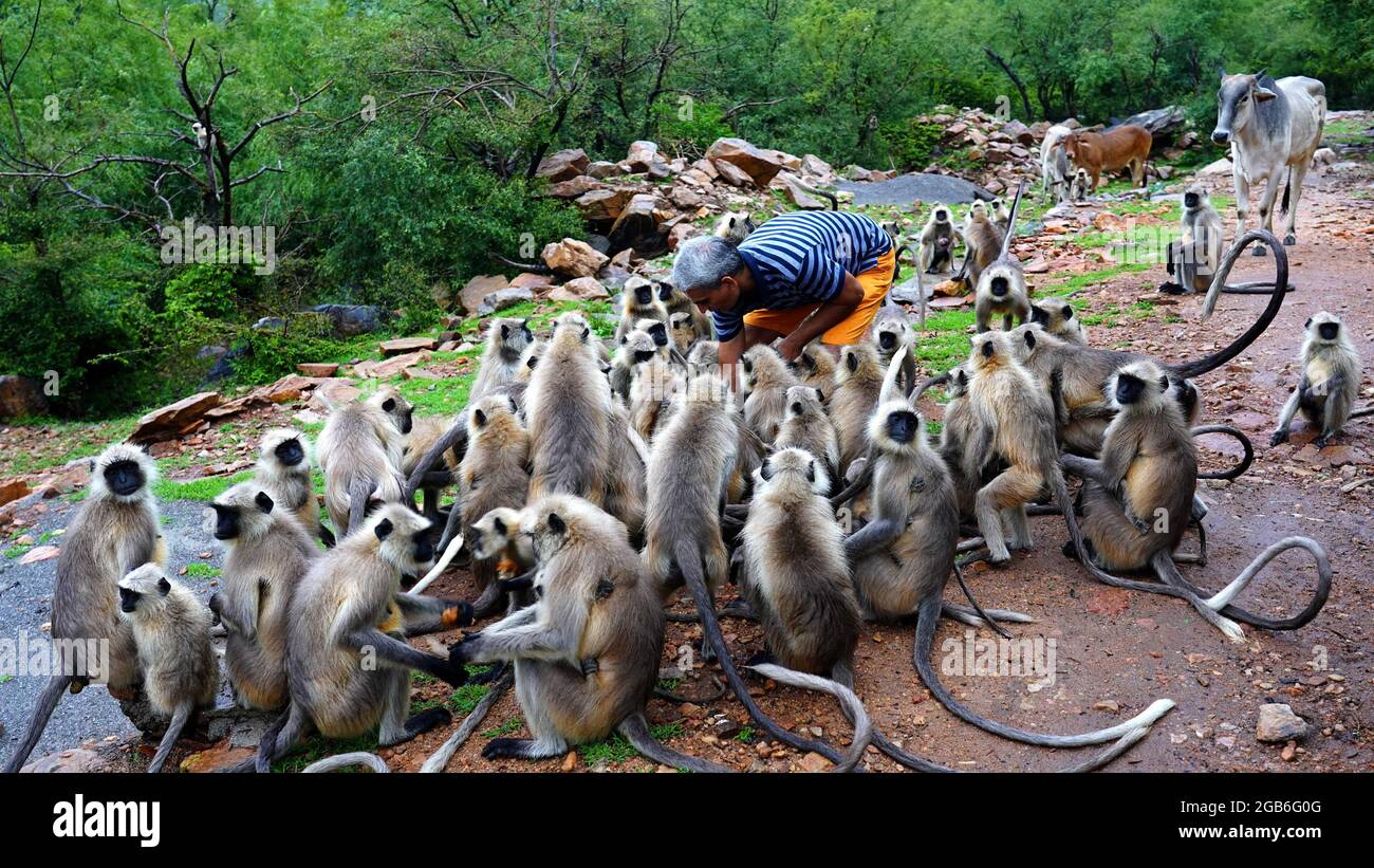 A Man feeds Monkeys in Holy City Pushkar, Rajasthan, India on 31 July ...