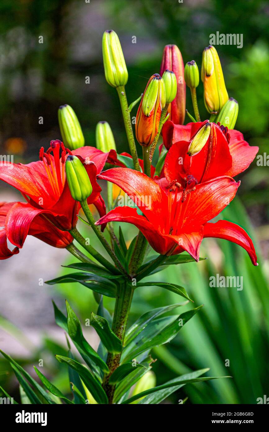 Beautiful red lily flowers and buds in the garden Stock Photo - Alamy