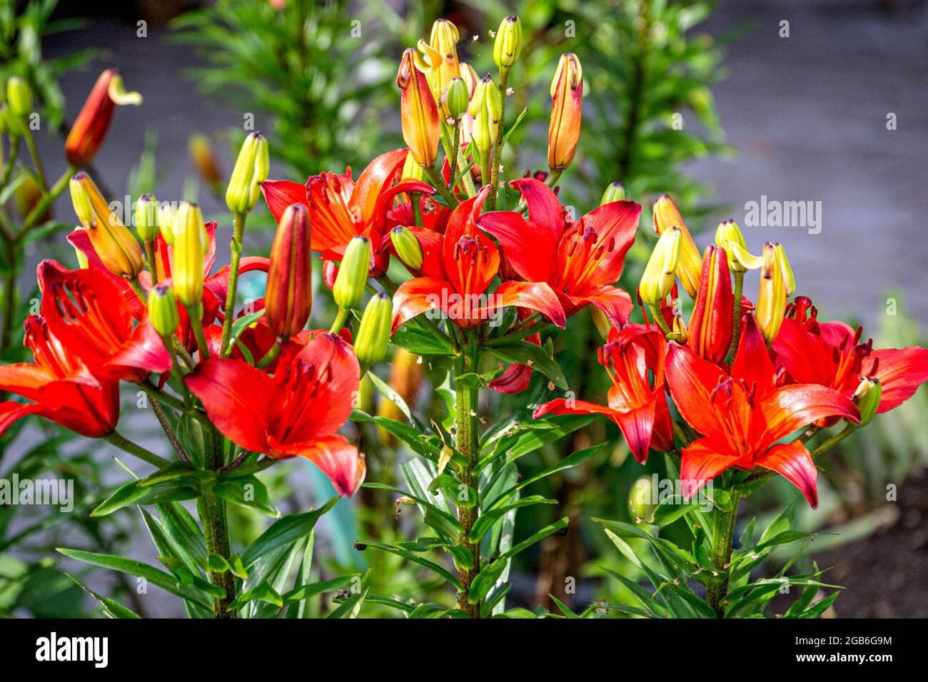 Beautiful red lily flowers and buds in the garden Stock Photo - Alamy