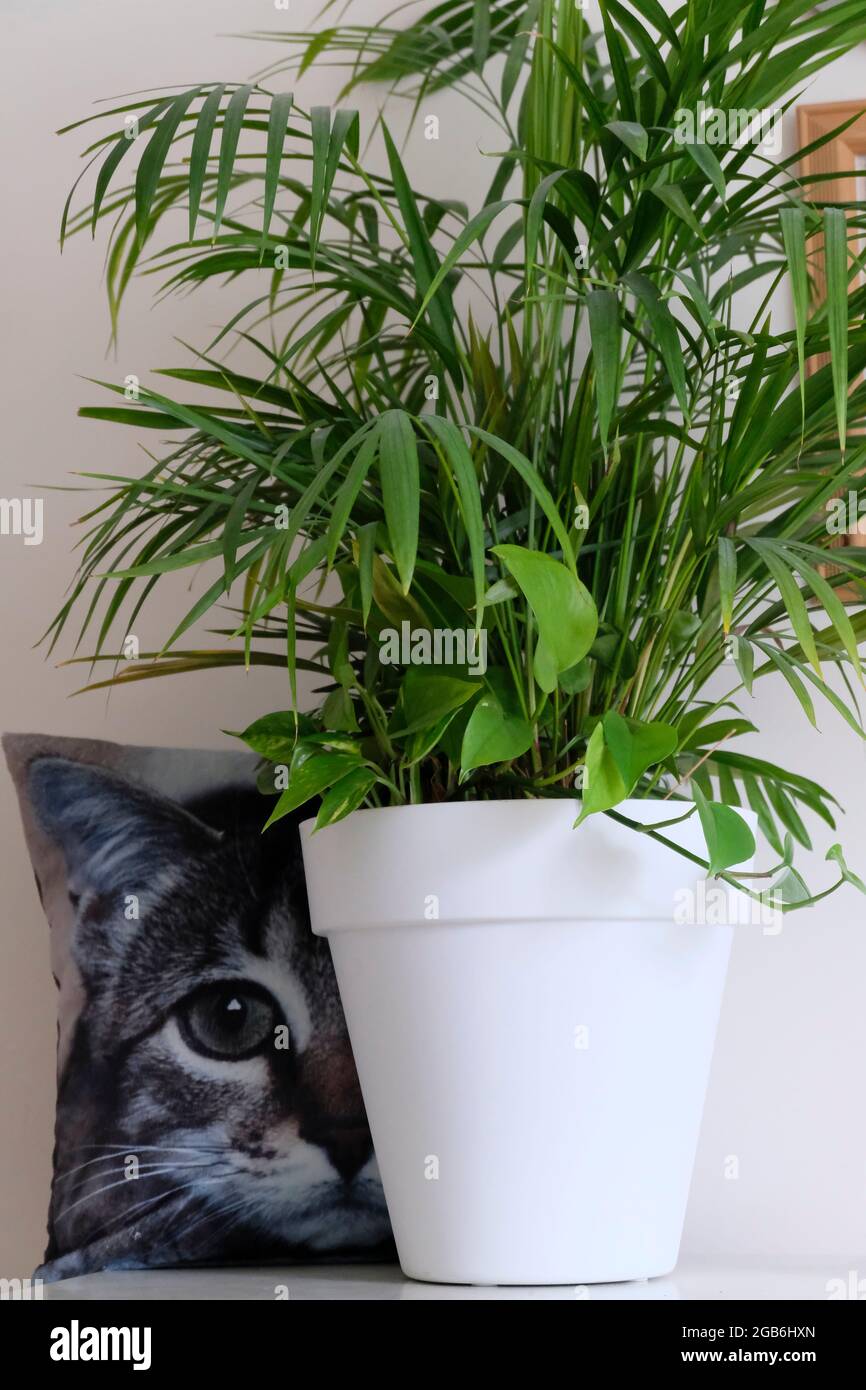 Parlor palm in pot hi-res stock photography and images - Alamy