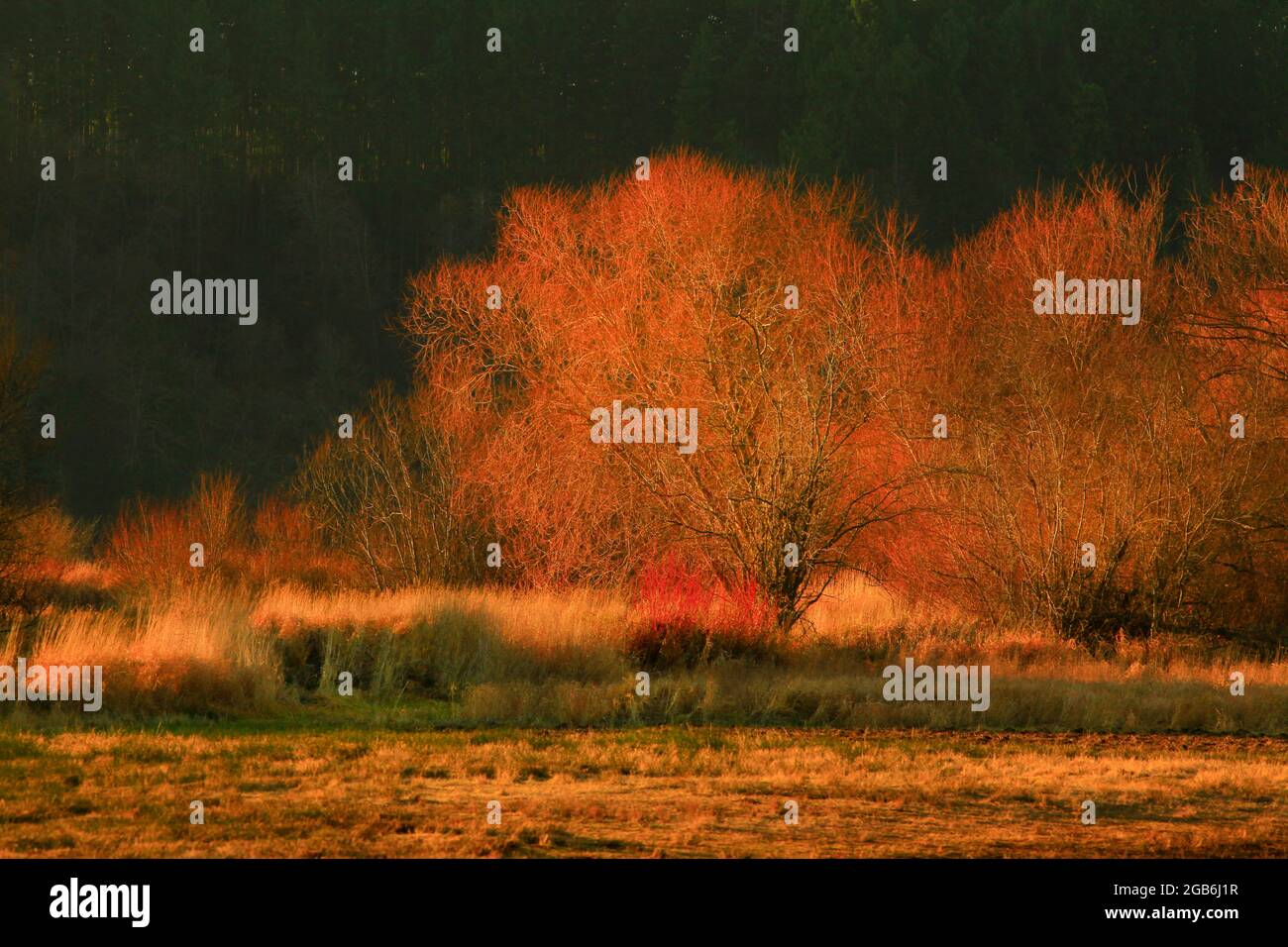 a exterior picture of an Pacific Northwest wetlands and Red willow ...