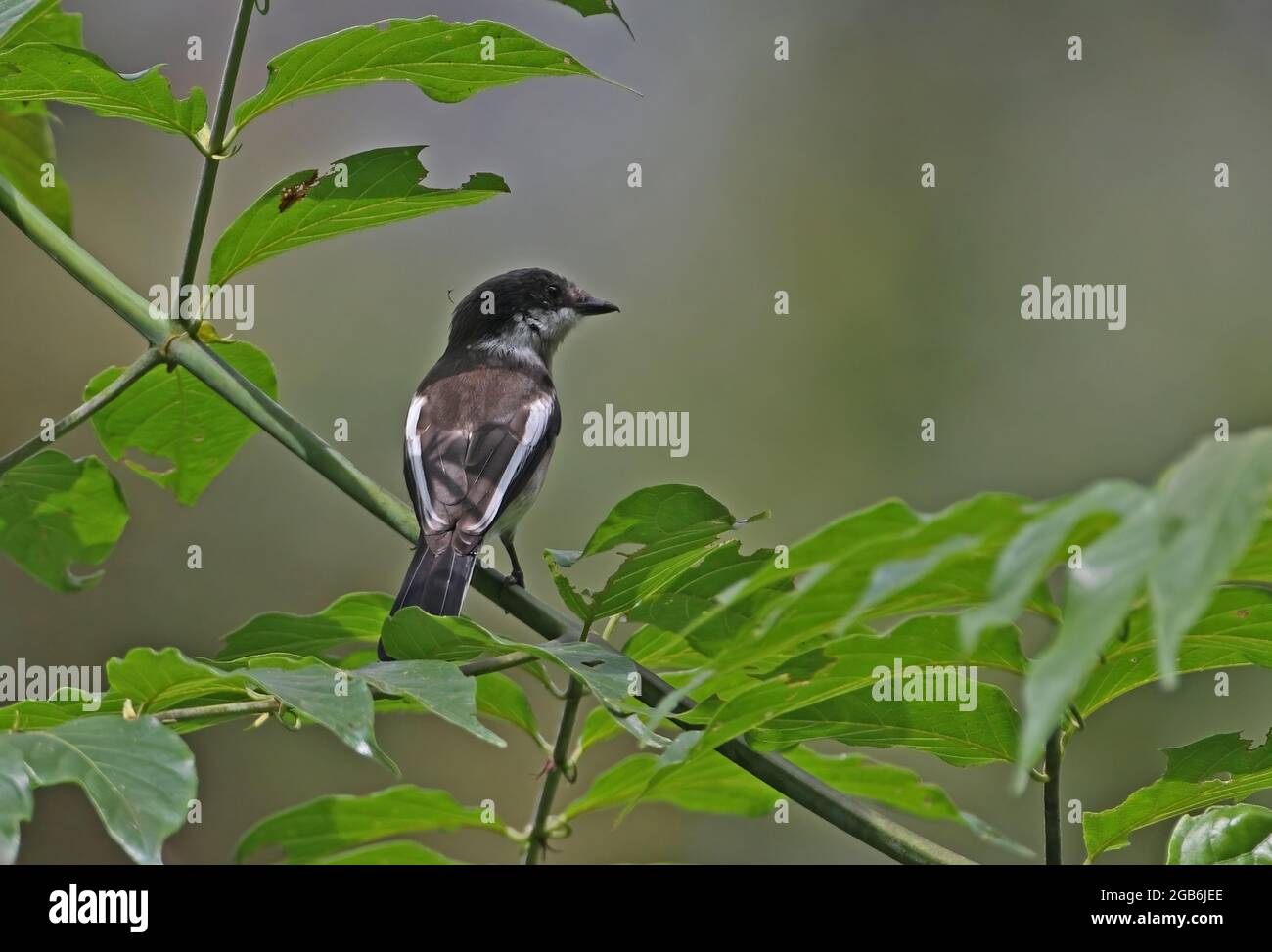 Bar-winged Flycatcher-shrike (Hemipus picatus picatus) adult female ...