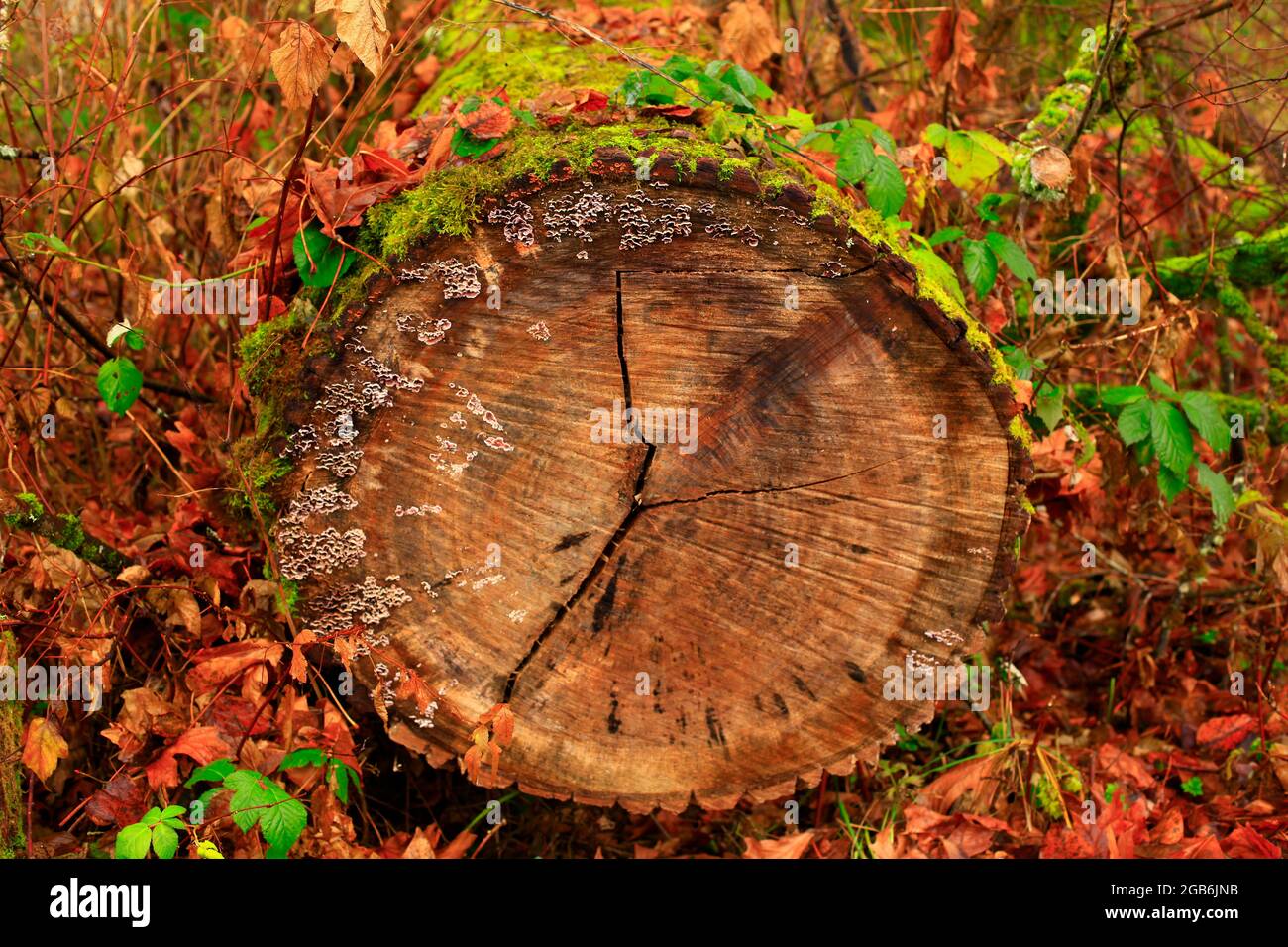 Fallen red alder tree hi-res stock photography and images - Alamy