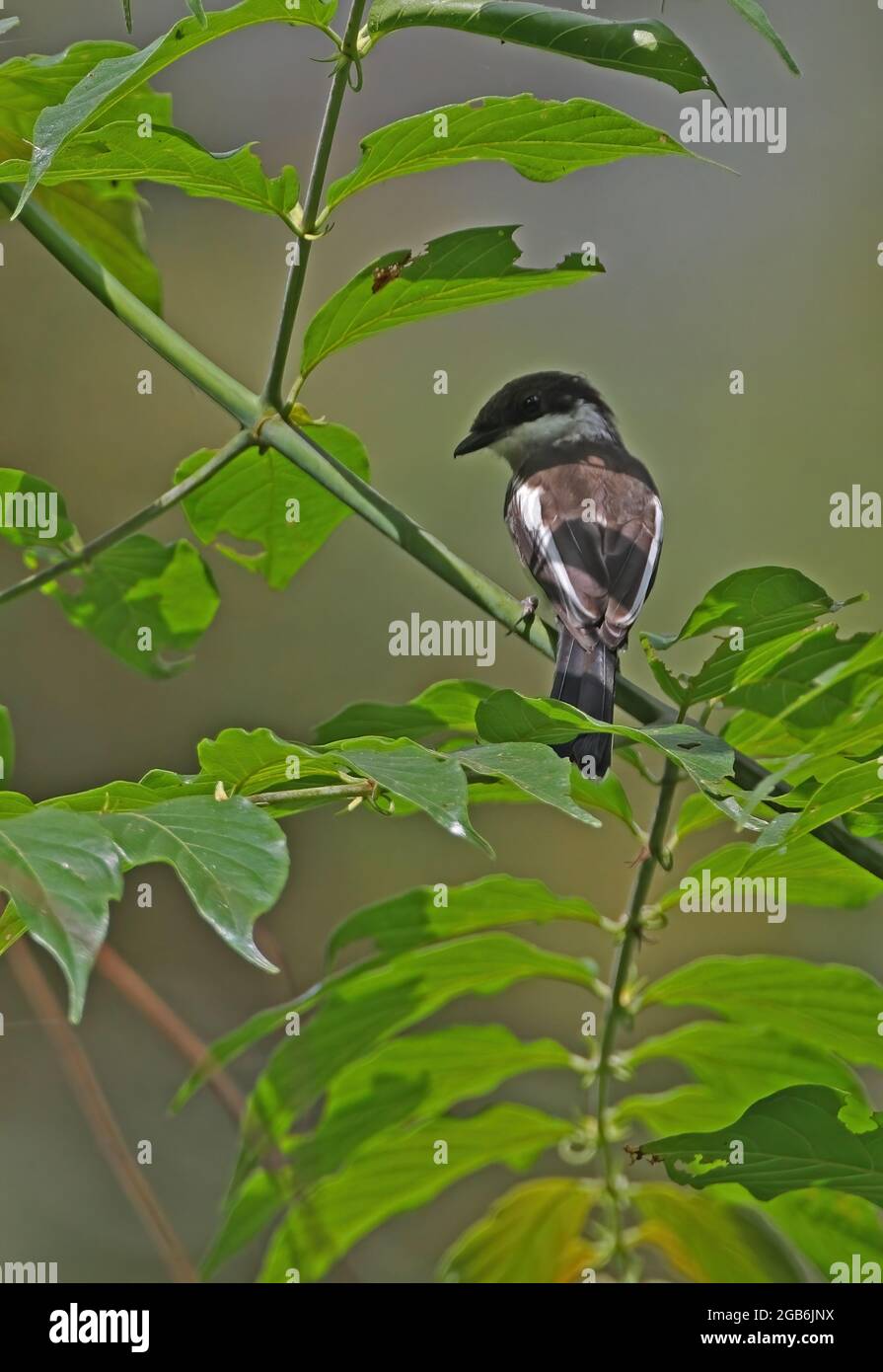 Bar-winged Flycatcher-shrike (Hemipus picatus picatus) adult female ...