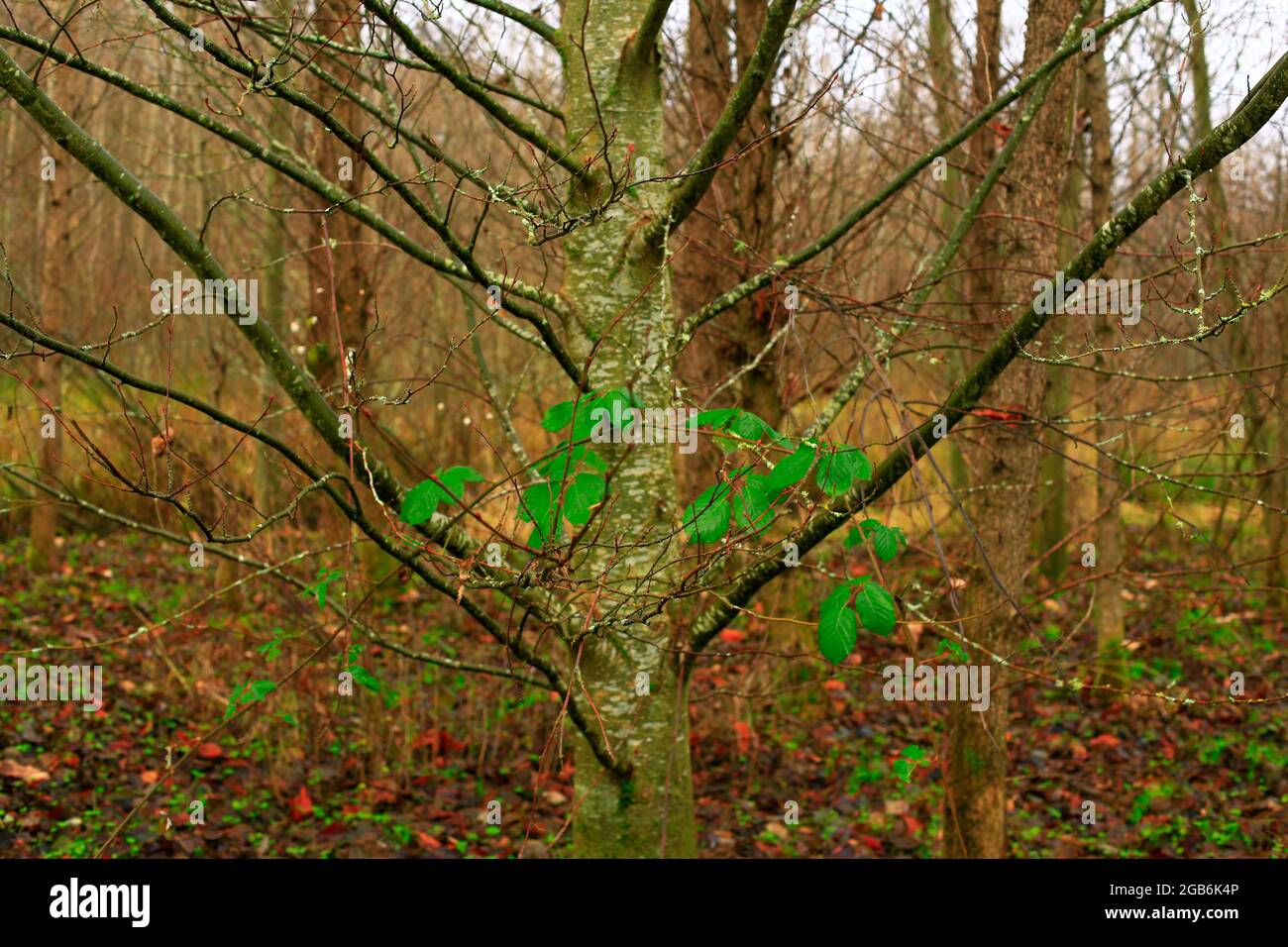 a exterior picture of an Pacific Northwest wetlands with Red alder ...