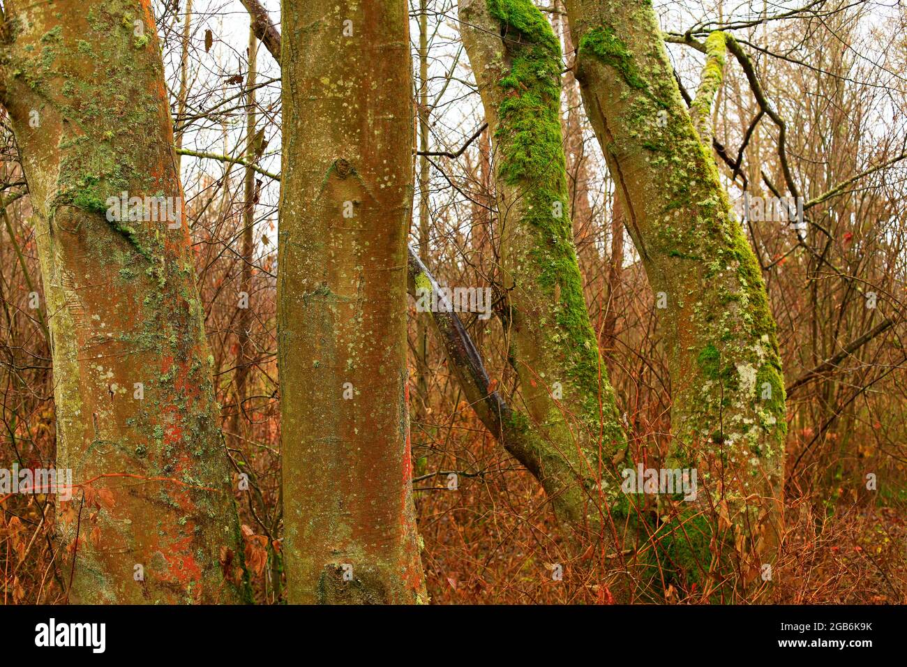 a exterior picture of an Pacific Northwest wetlands with Red alder ...