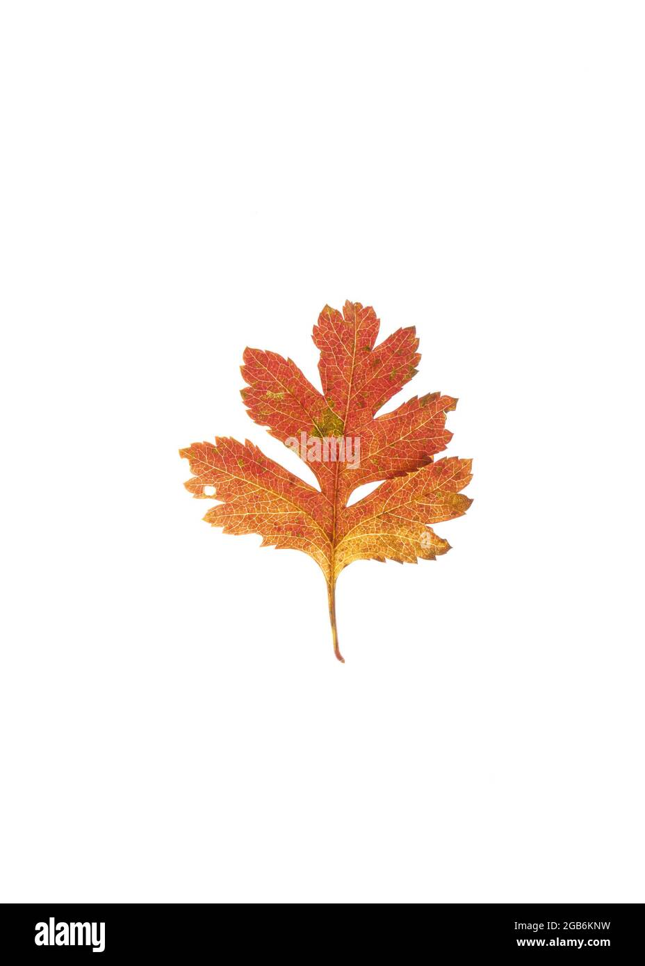 Crataegus monogyna leaf Cut Out Stock Images & Pictures - Alamy