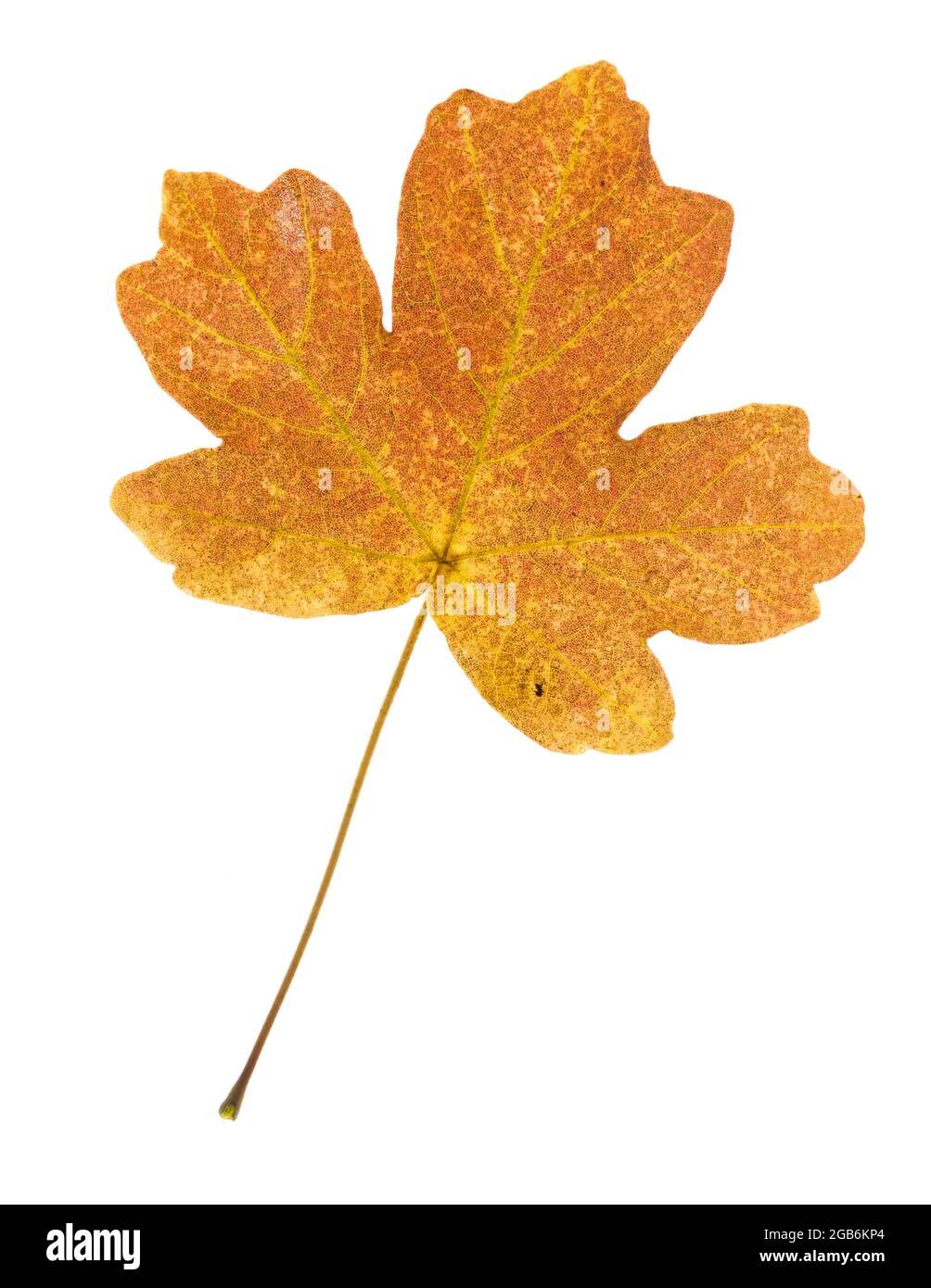 Acer campestre autumn hi-res stock photography and images - Alamy