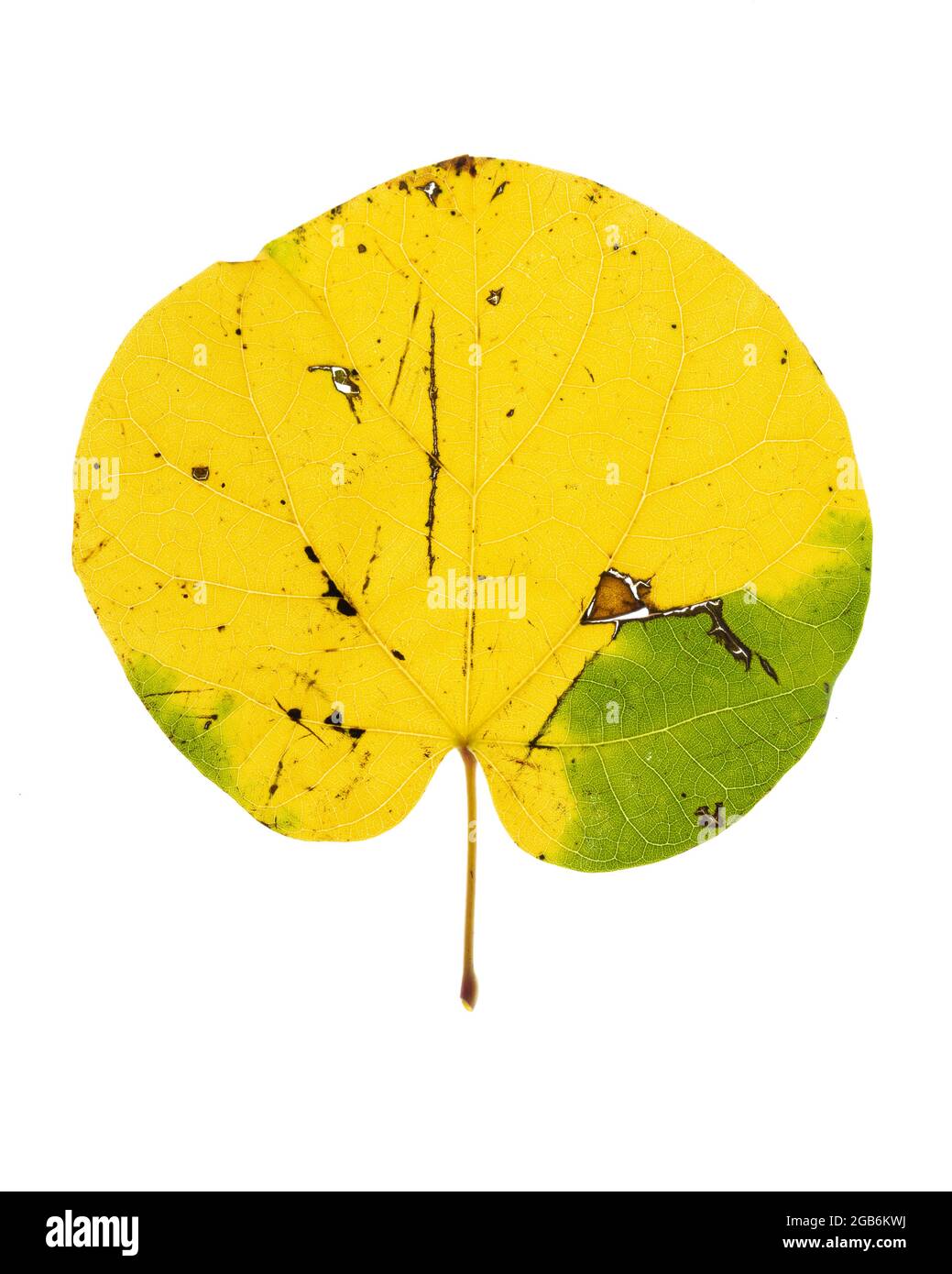 Judas Tree Fall Leaf High Resolution Stock Photography and Images - Alamy