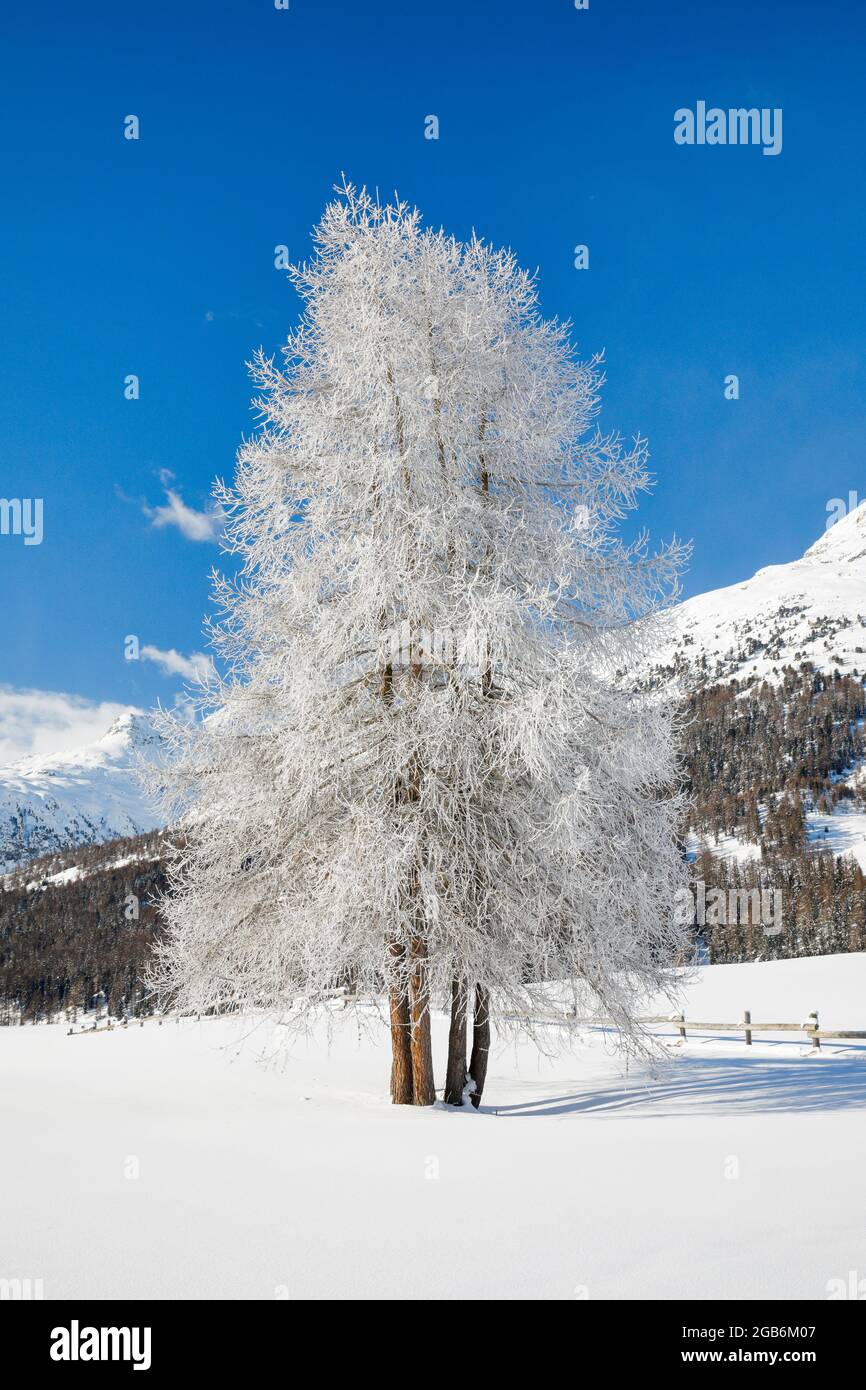 botany, Larch, (Larix), European Larch, larch cone in the winter ...