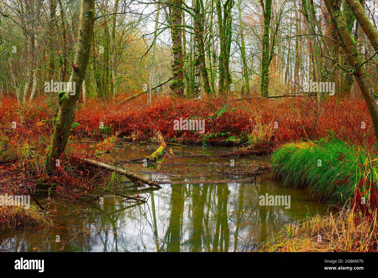 a exterior picture of an Pacific Northwest forest and wetlands with Red ...