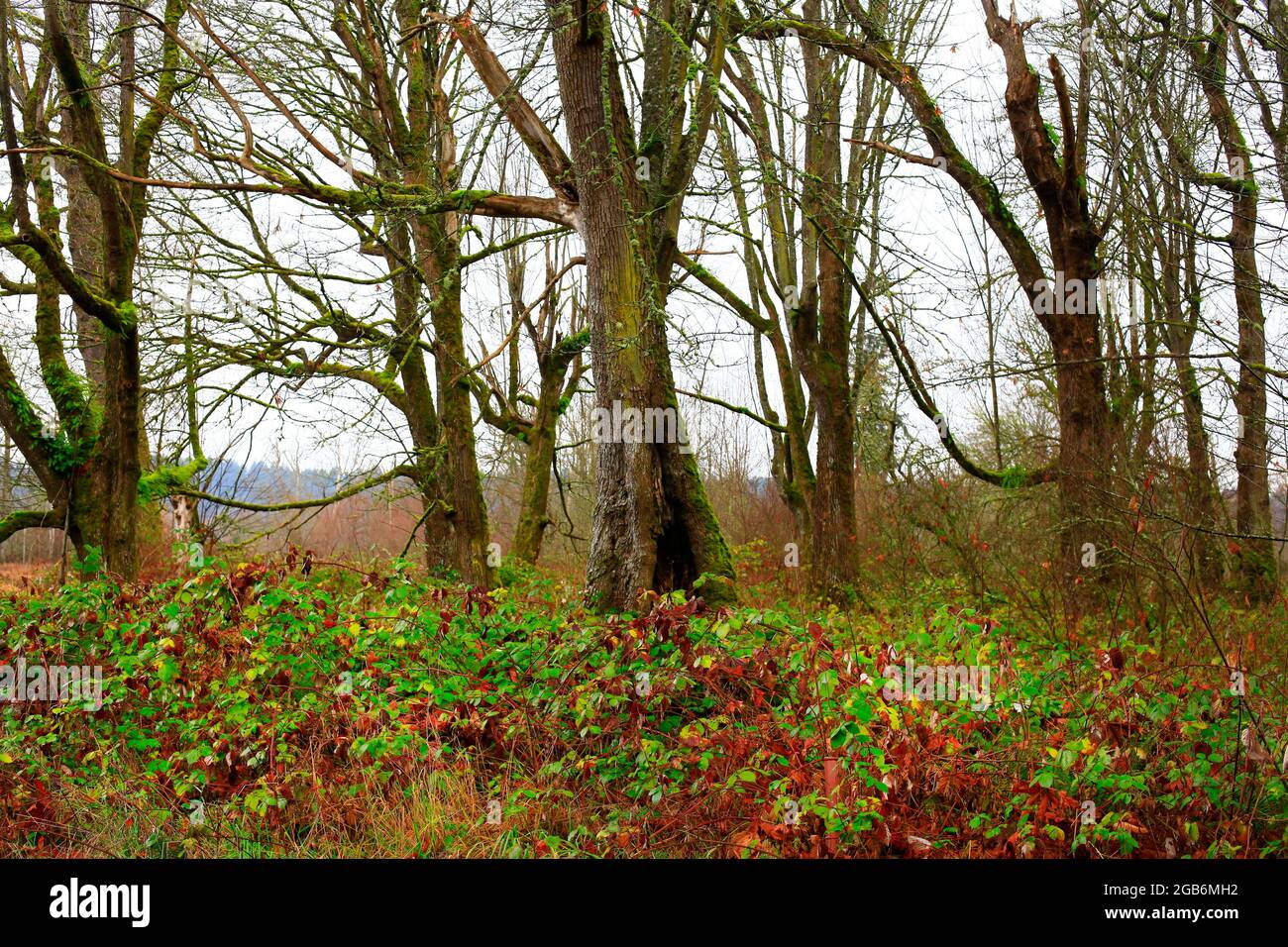 a exterior picture of an Pacific Northwest wetlands with Red alder tree ...