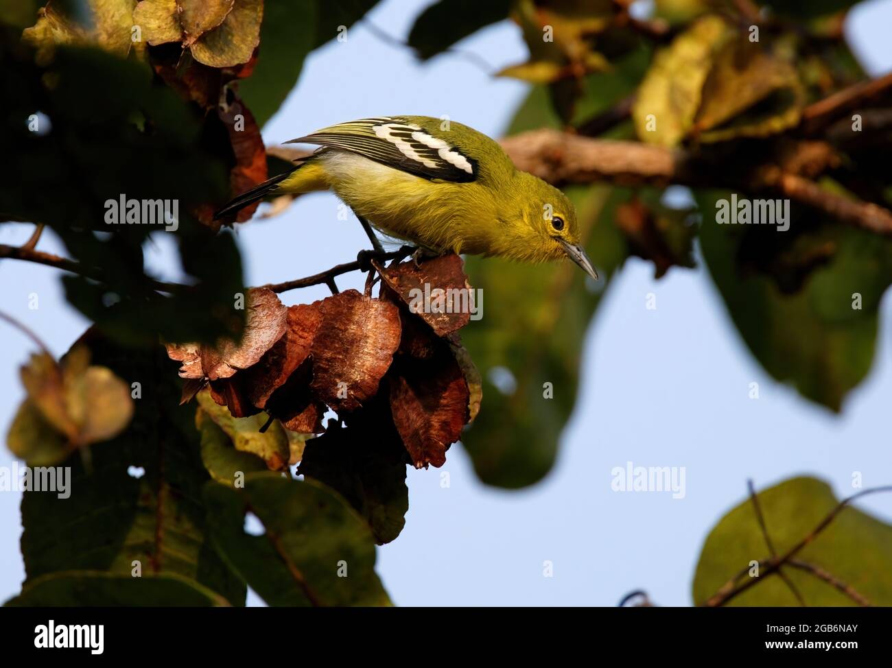 Common Iora (Aegithina tiphia philipi) adult male perched in tree ...
