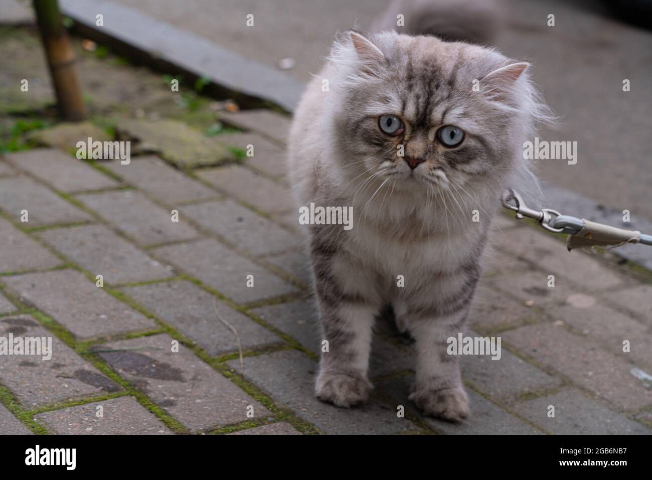 Beautiful Persian cat on the street Stock Photo - Alamy