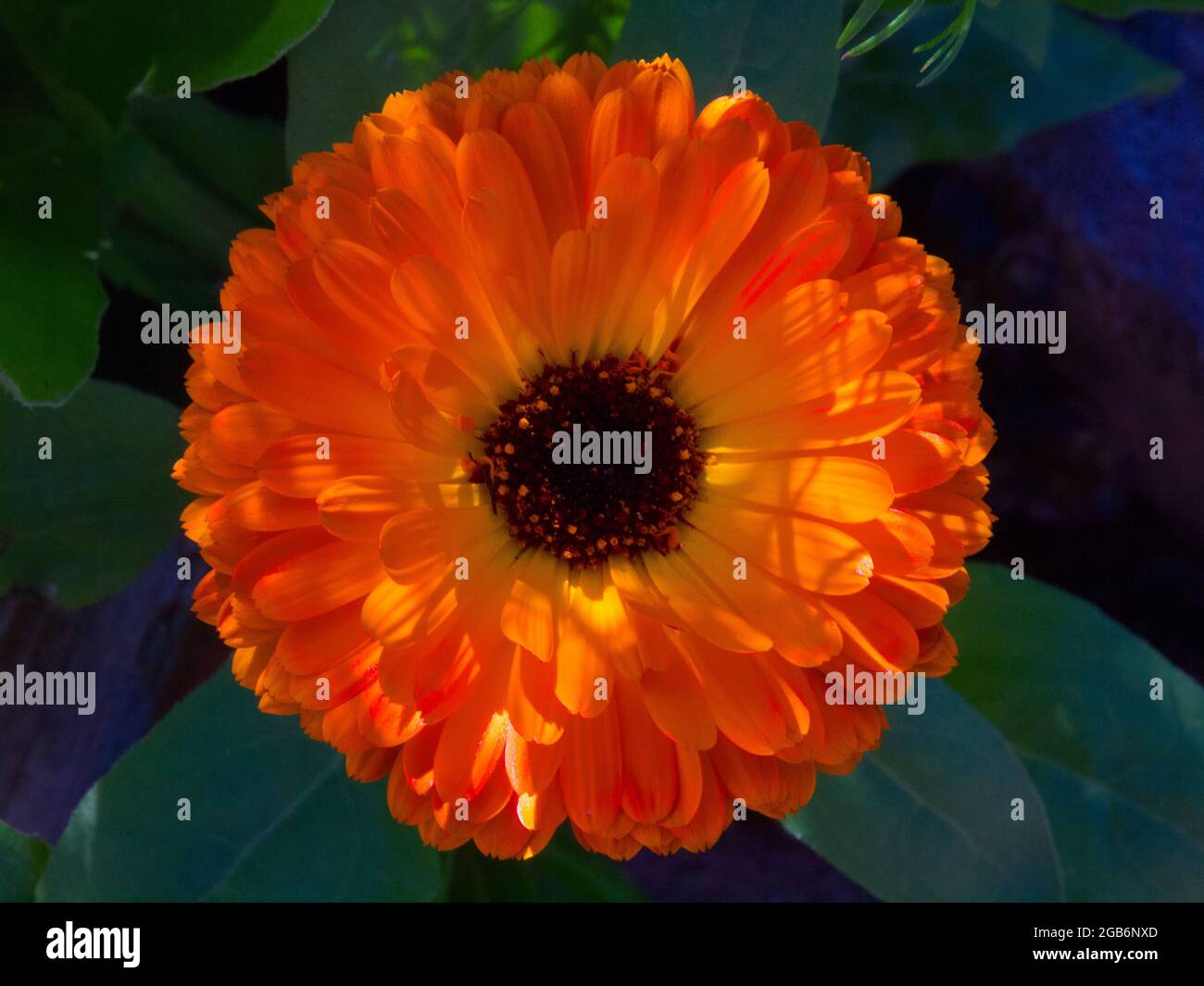 Circular Orange Blossom - A lovely round flower with many petals and a ...