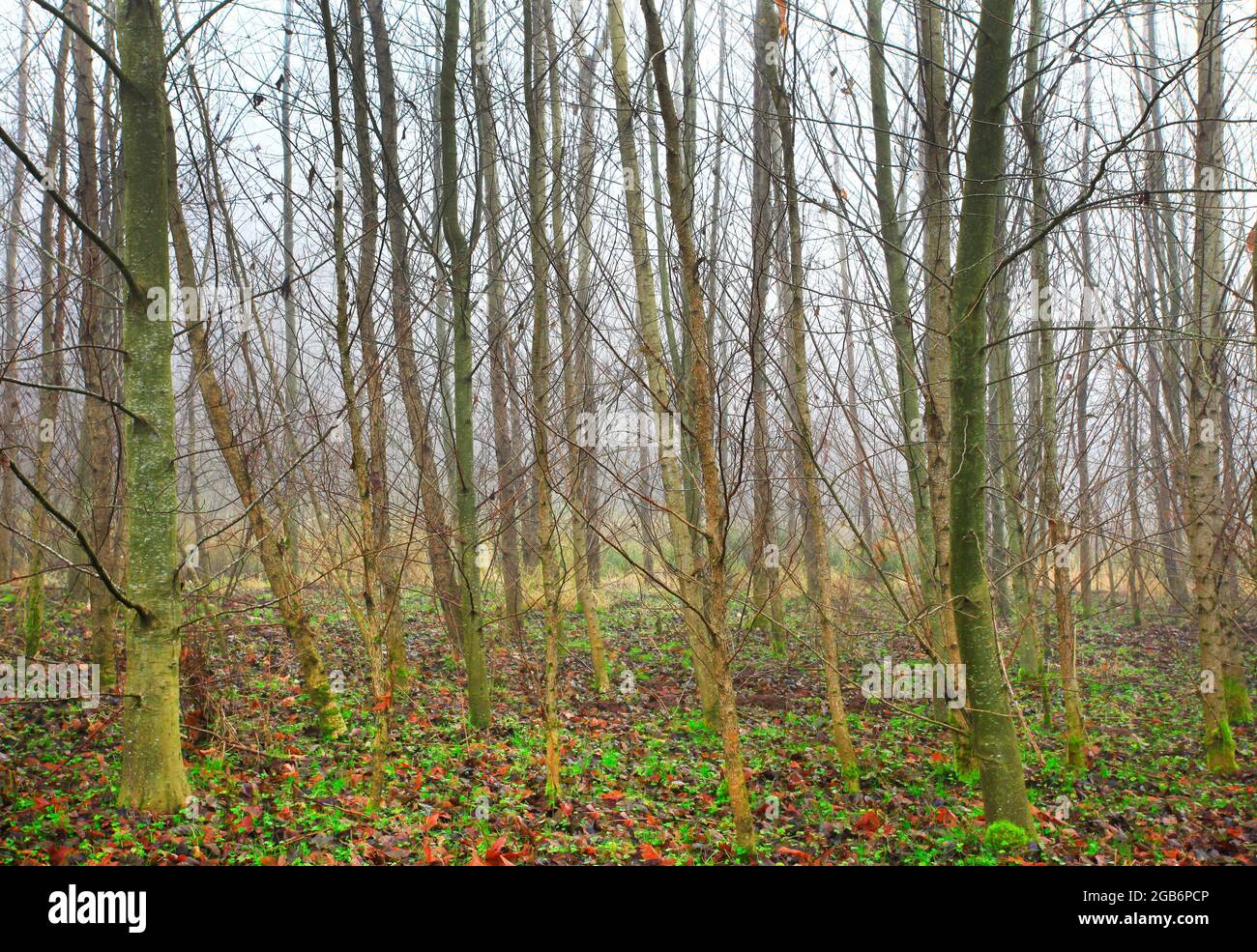 a exterior picture of an Pacific Northwest wetlands with Red alder ...
