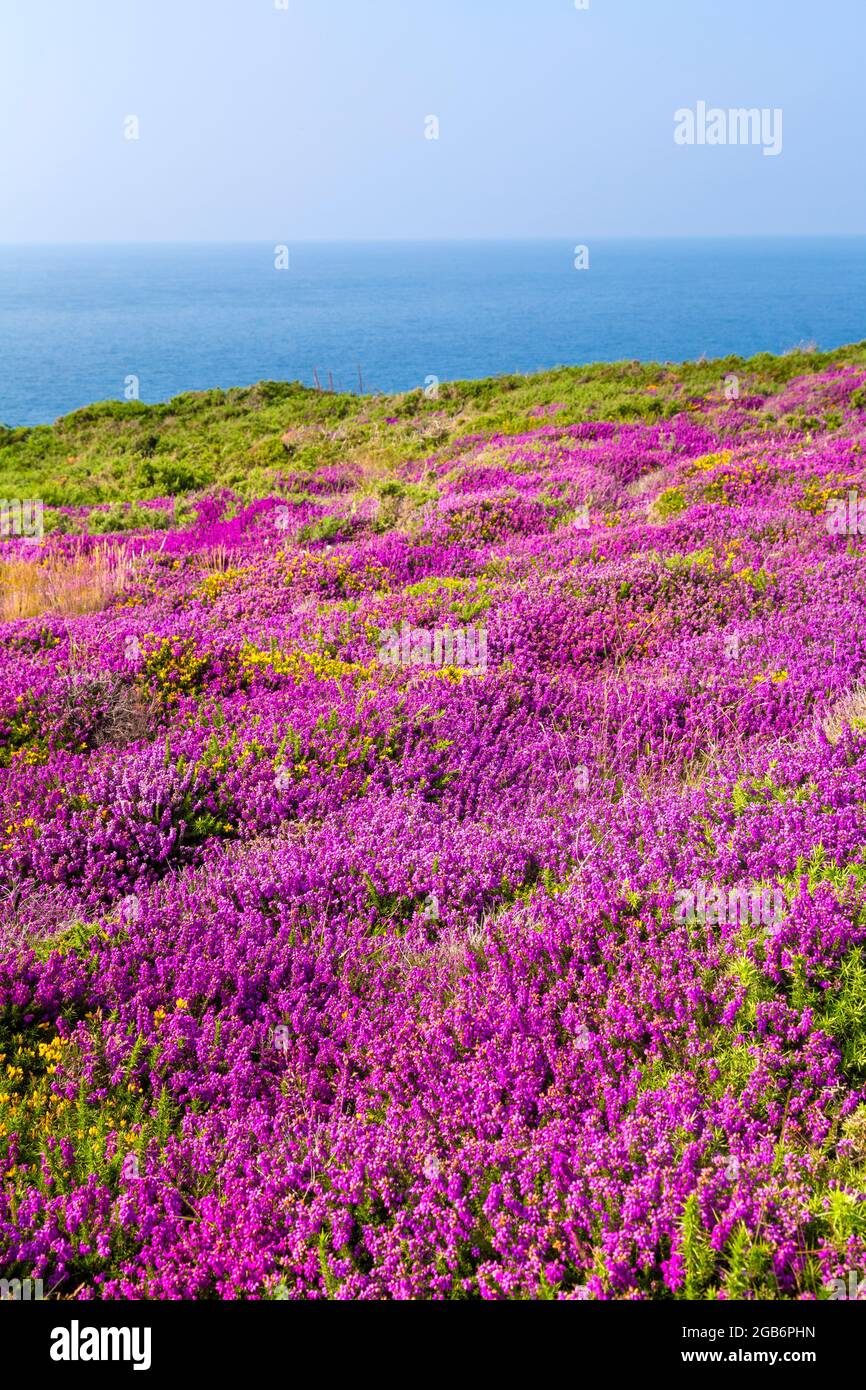 Heather and Gorse flowering around Treveal near Pendour Cove, Penwith ...