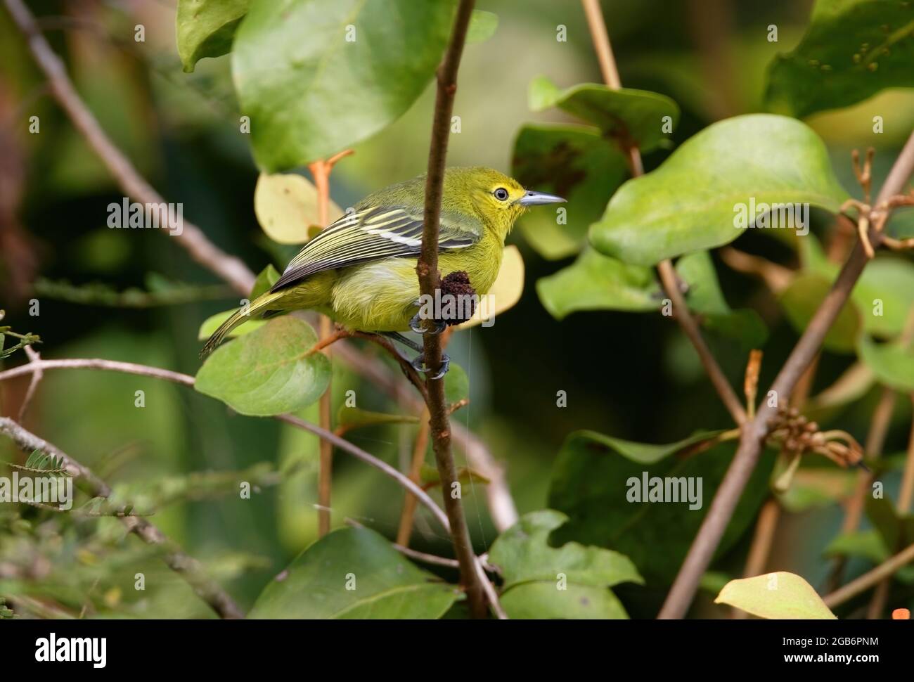 Common iora hi-res stock photography and images - Alamy