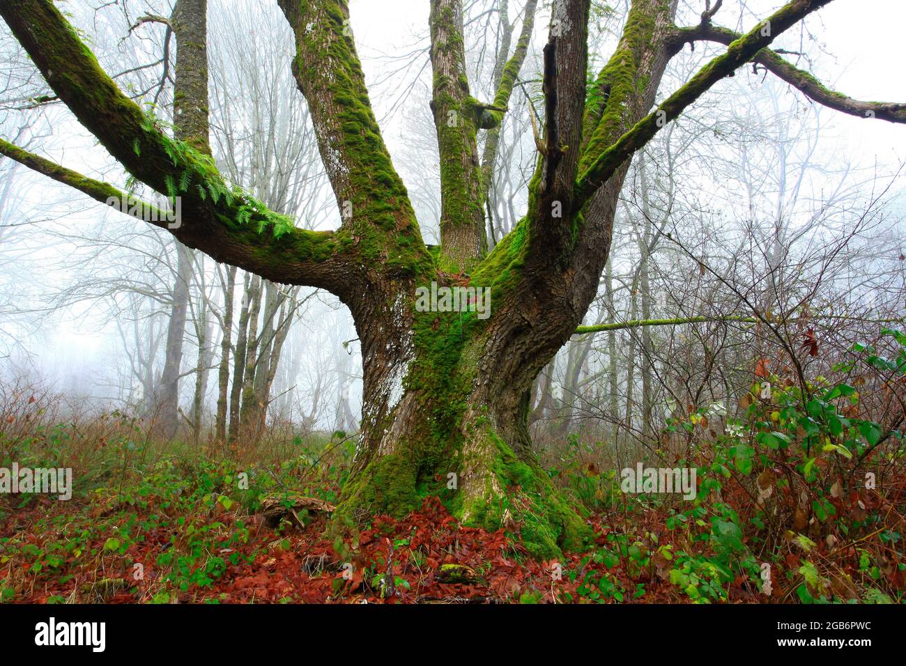 a exterior picture of an Pacific Northwest forest with Big leaf maple ...