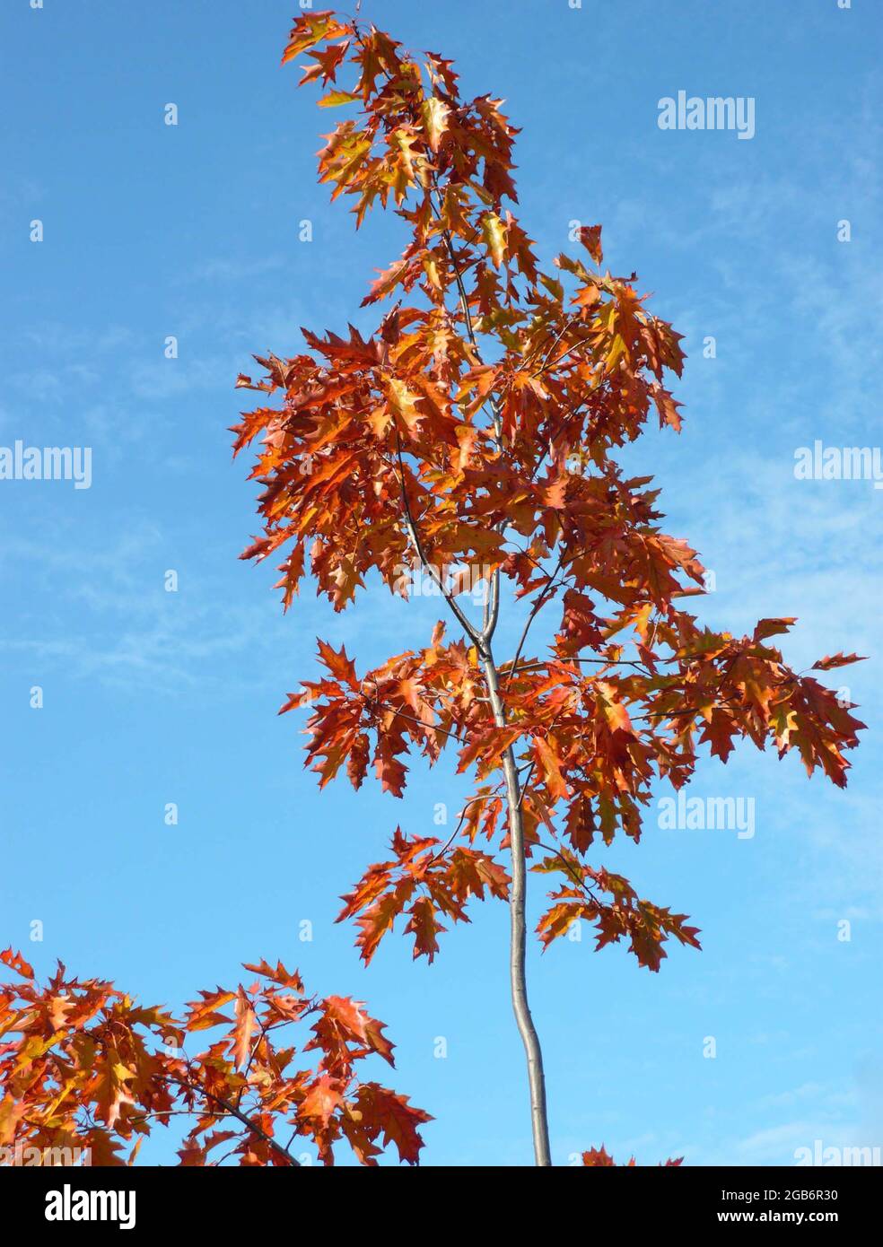 red maple at autumn in city park Stock Photo - Alamy