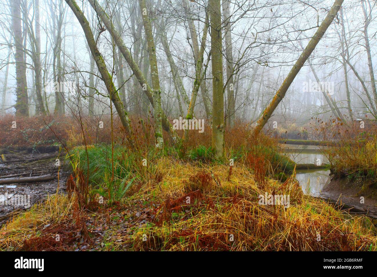 a exterior picture of an Pacific Northwest wetlands with Red alder tree ...
